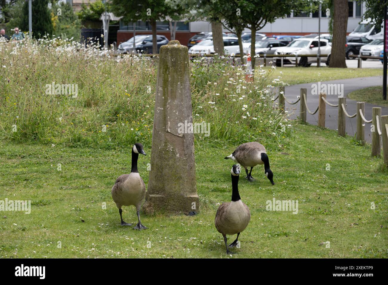 Aston University campus, Canada Geese and stone pinnacle, Birmingham ...