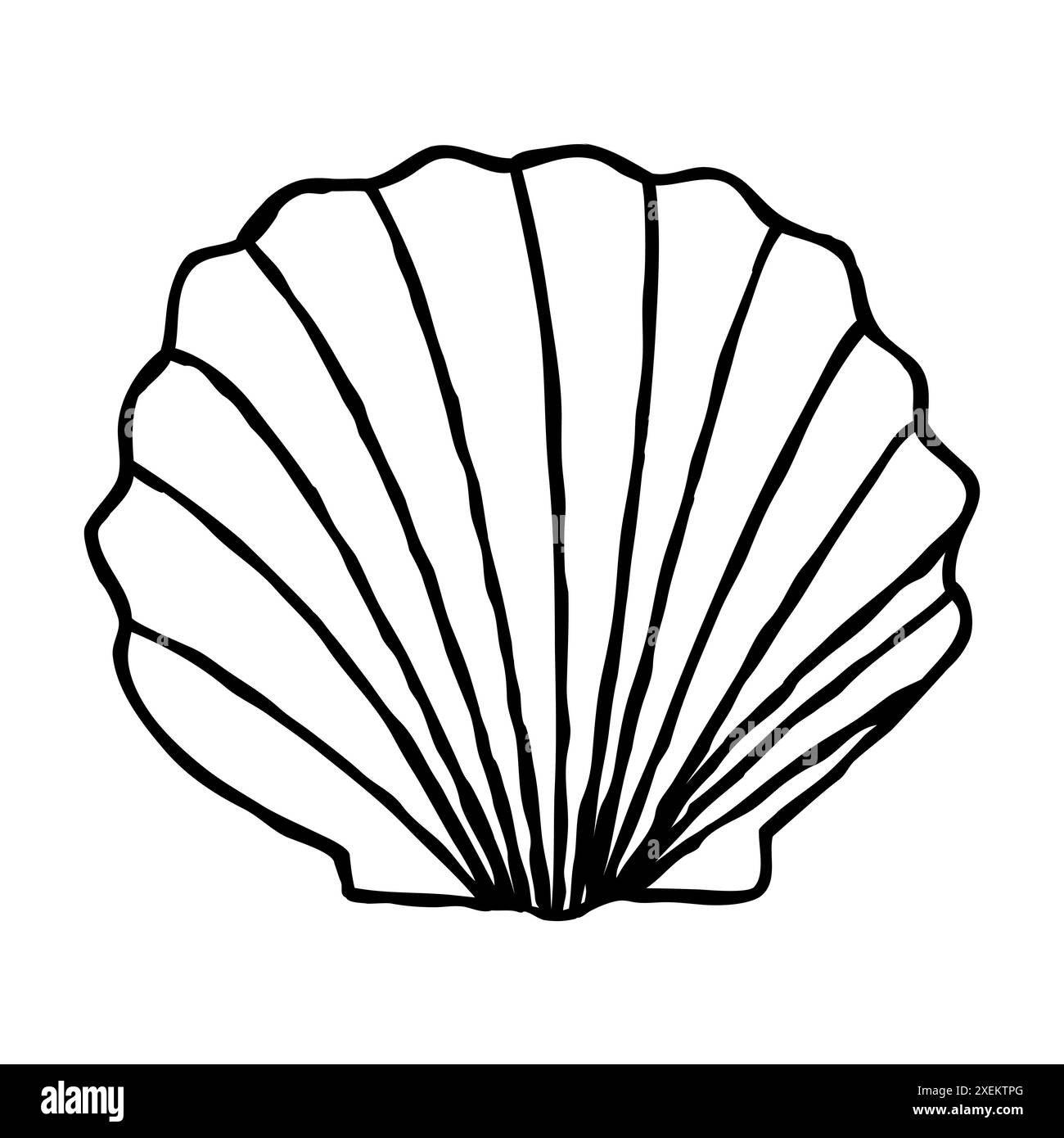 Sea shell hand drawn in thin line style Stock Vector Image & Art - Alamy