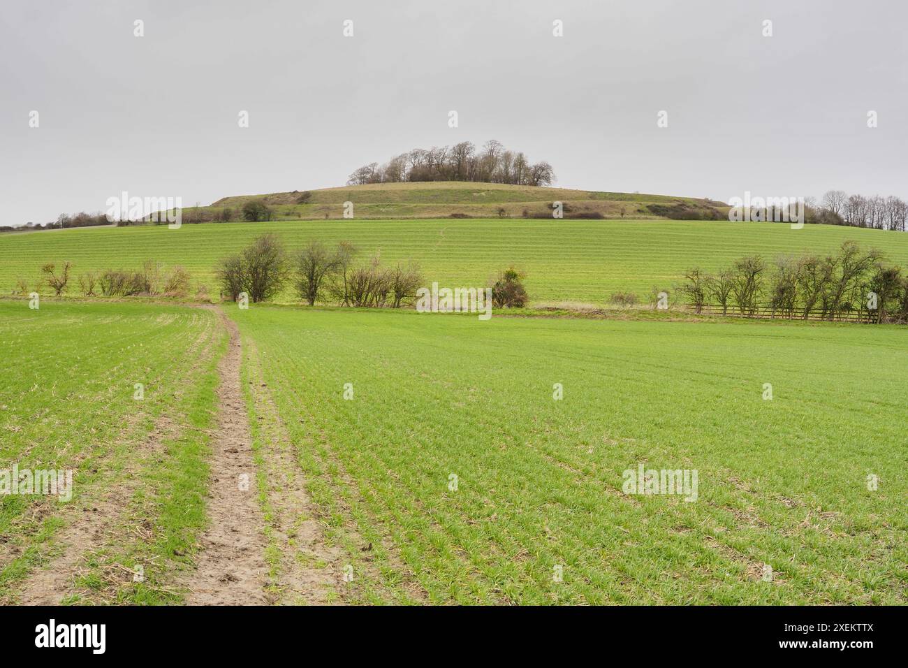Late Bronze Age, Iron Age hillfort on Castle Hill, Wittenham Clumps ...