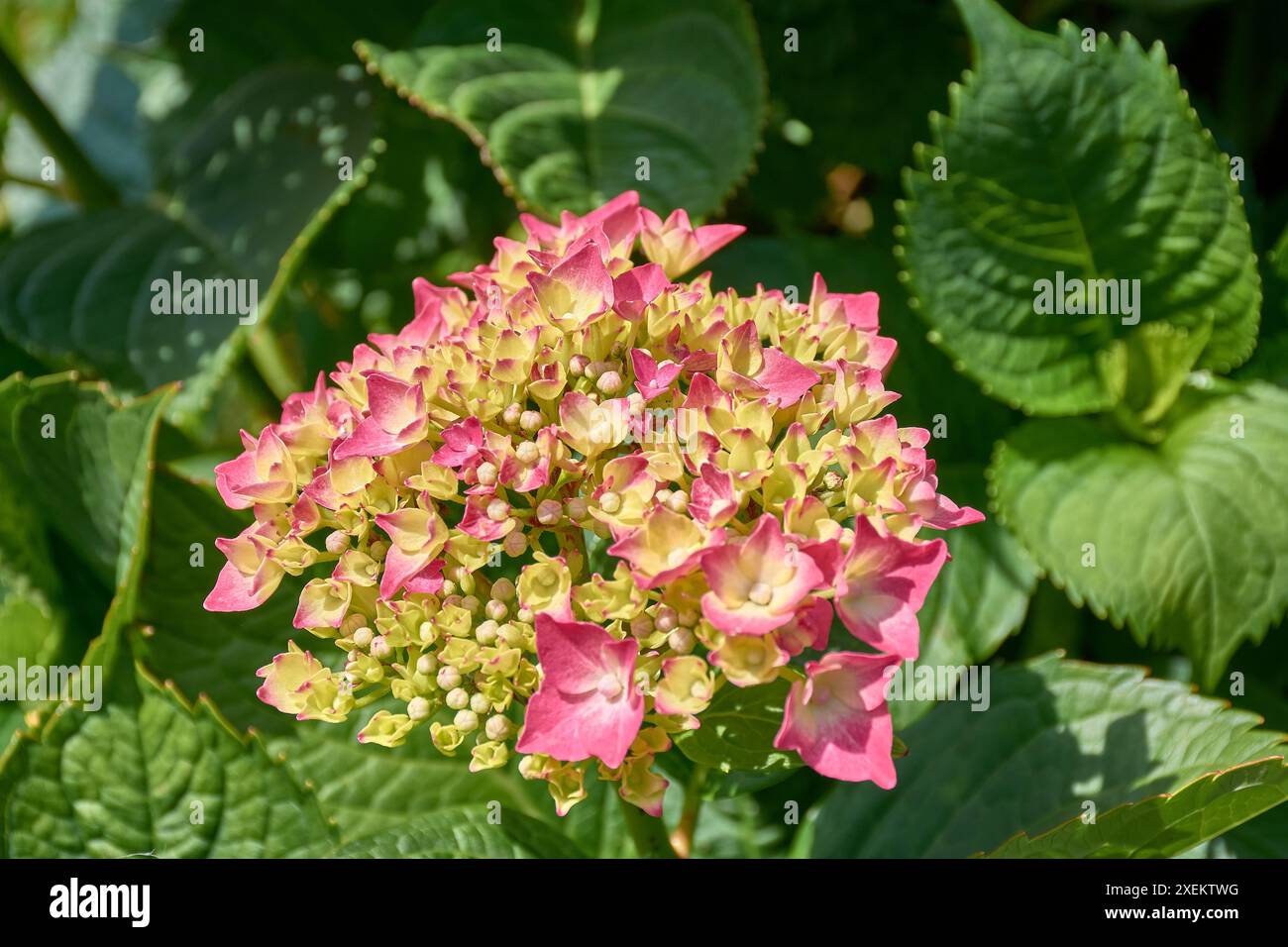 Close-up of a deep reddish hydrangea flower. Captures the delicacy and ...