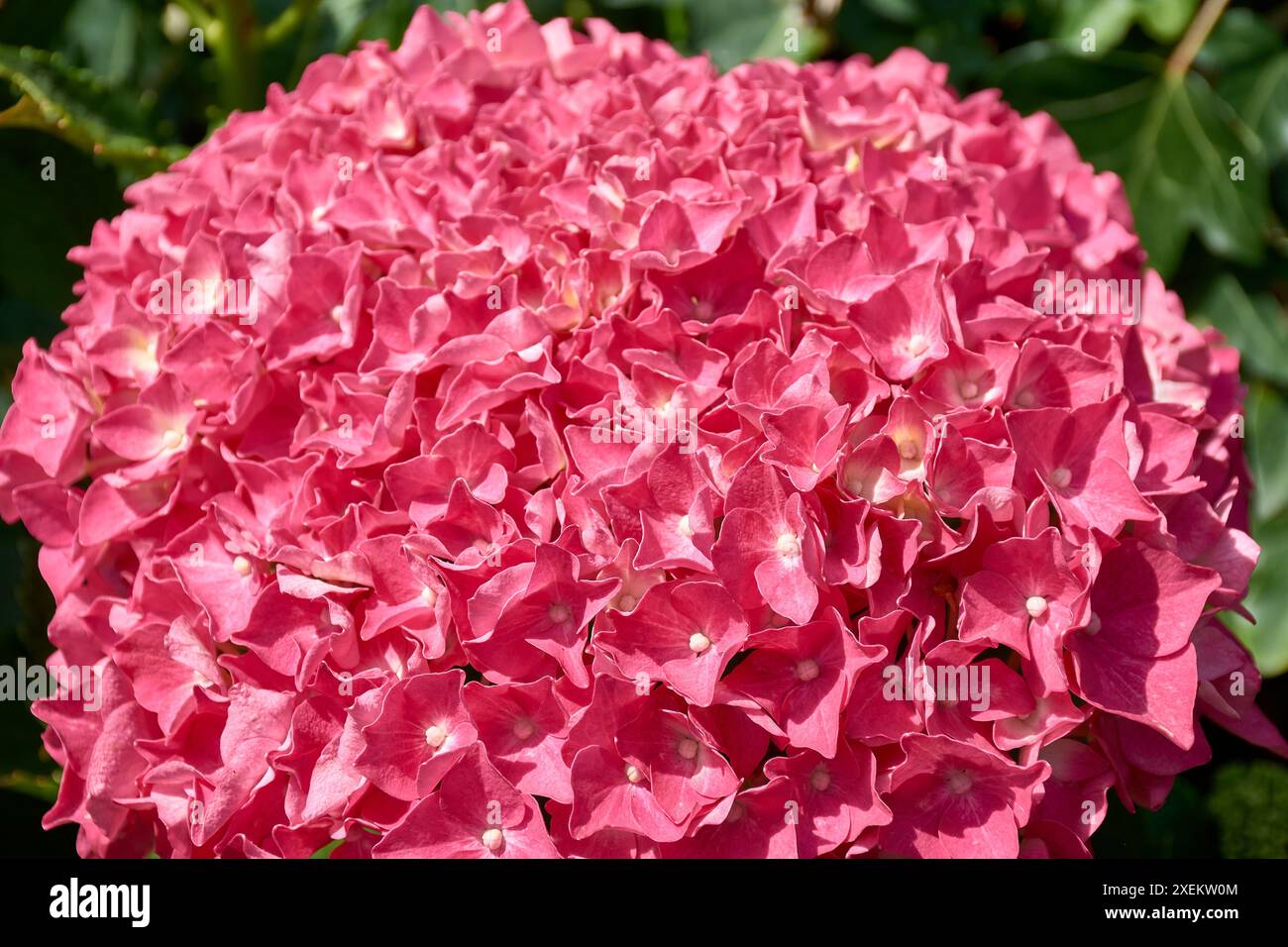 Close-up of a deep reddish hydrangea flower. Captures the delicacy and ...