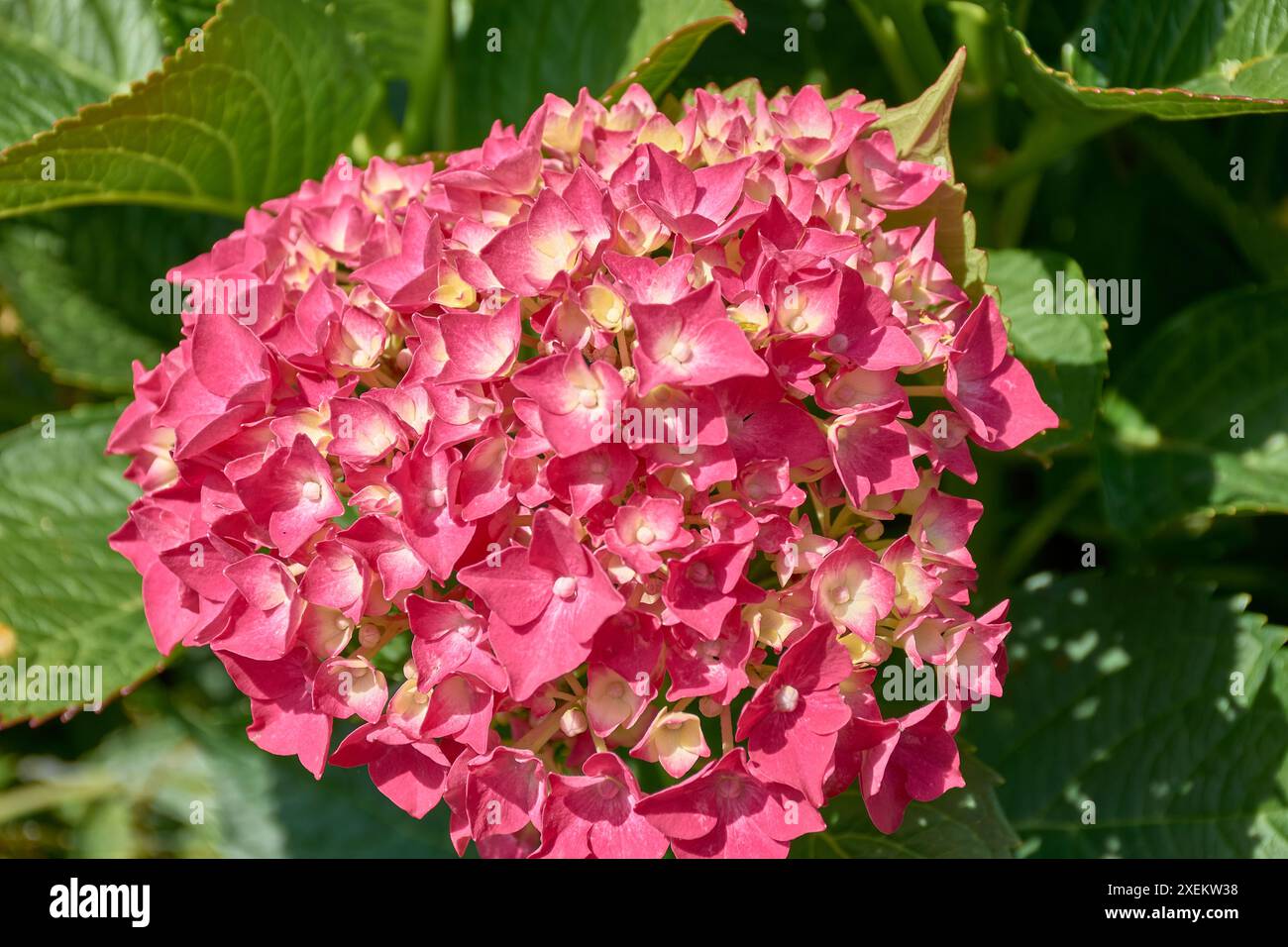 Close-up of a deep reddish hydrangea flower. Captures the delicacy and ...