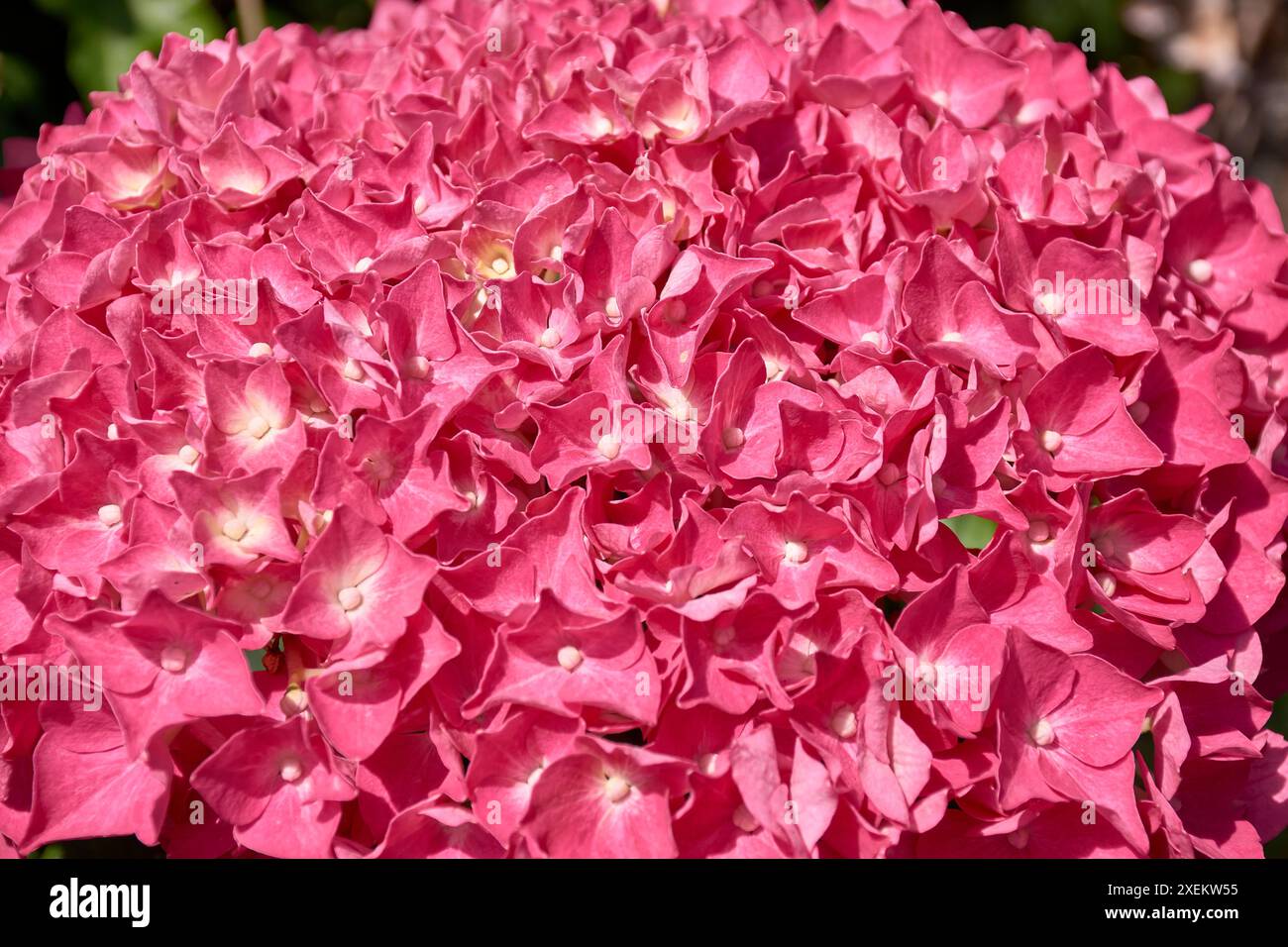 Close-up of a deep reddish hydrangea flower. Captures the delicacy and ...