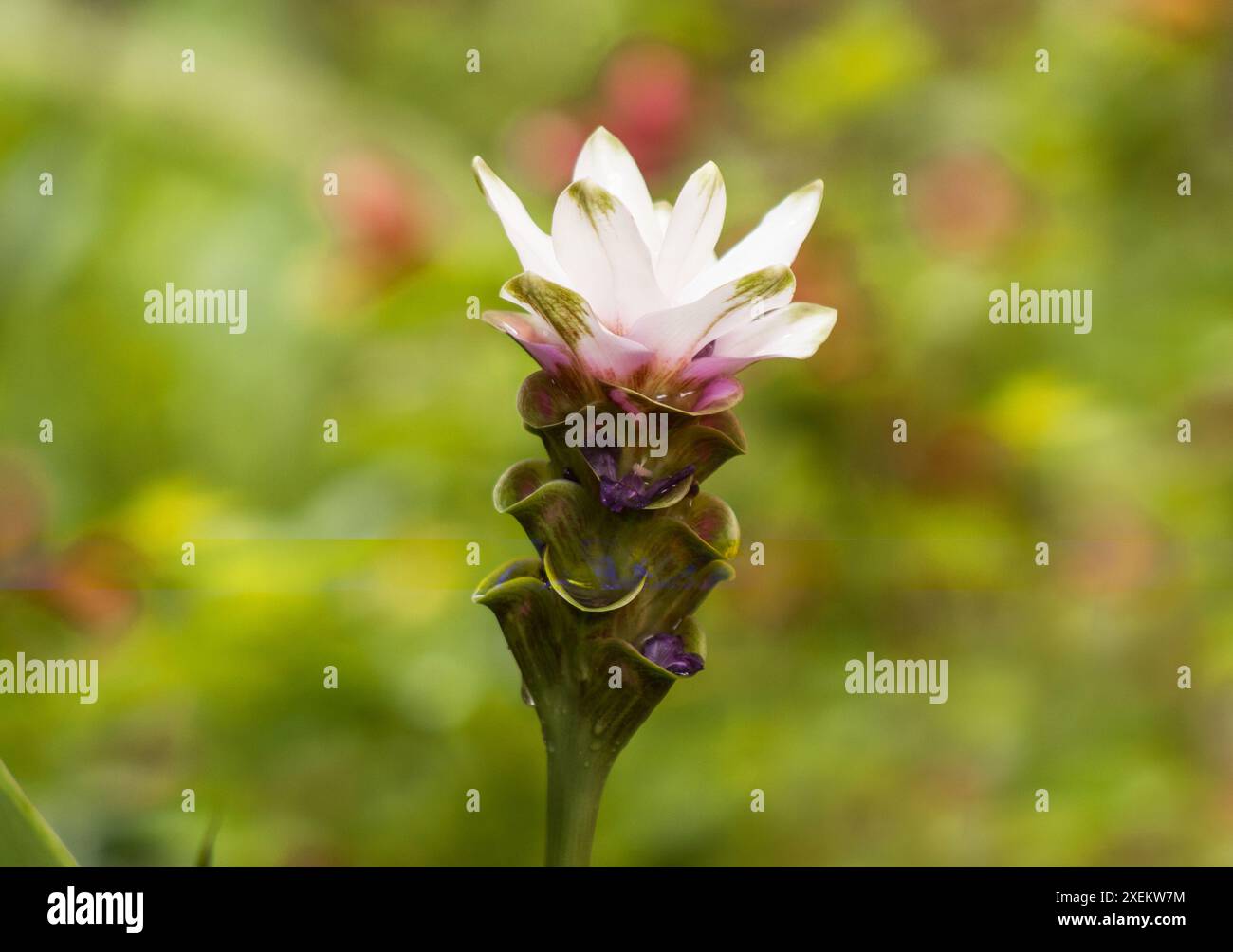 Curcuma longa (turmeric) plant flower on natural background Stock Photo ...