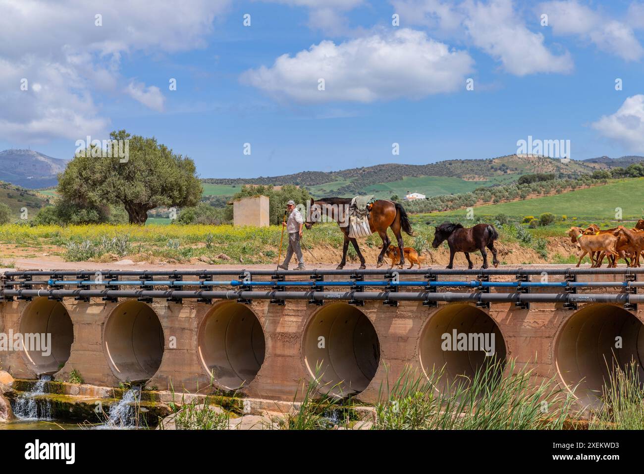 Granada, Spain: April 19, 2024: Farmer and his animals in a farm in ...