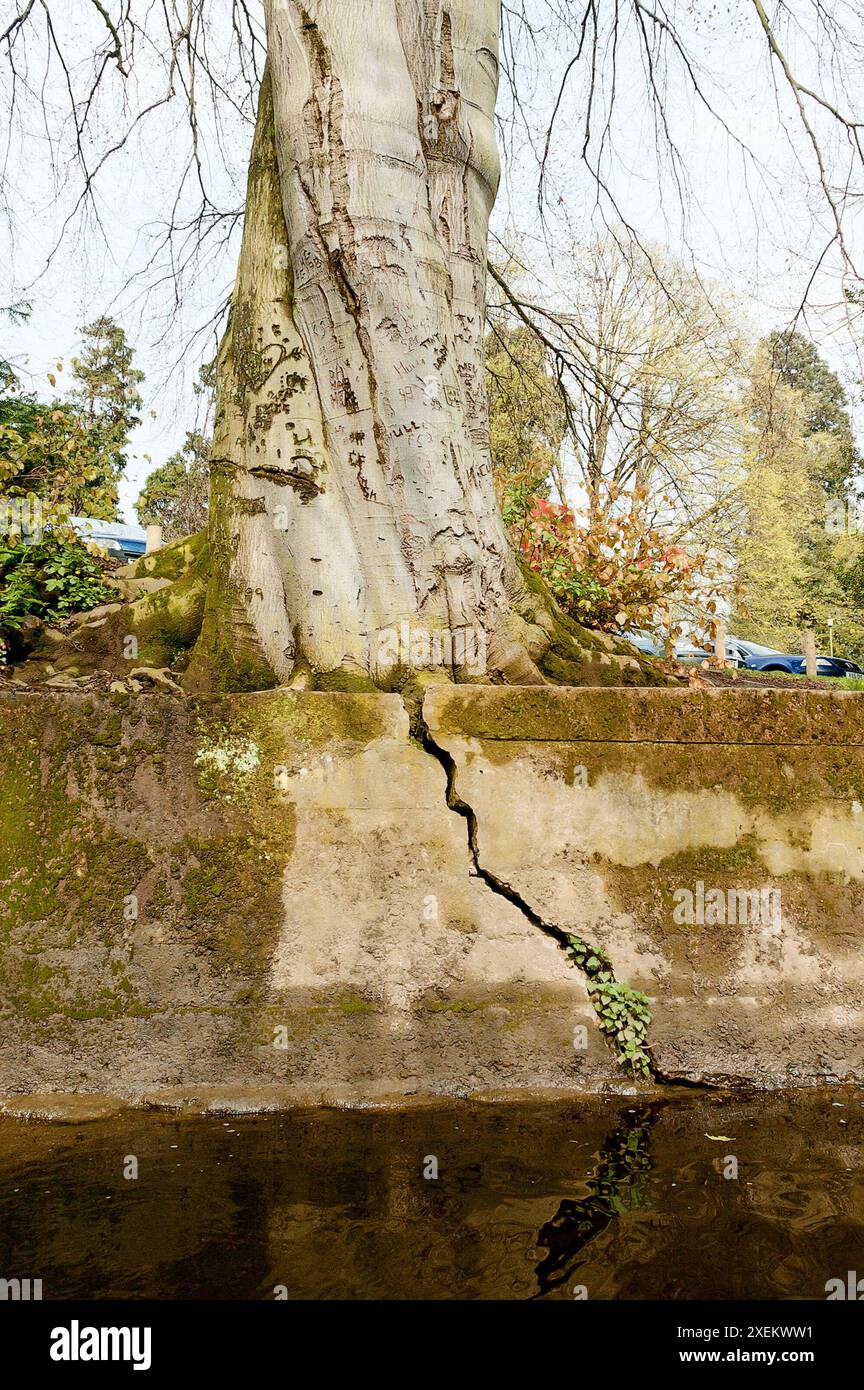A beech tree root cracks the concrete embankment of the River Nidd in ...