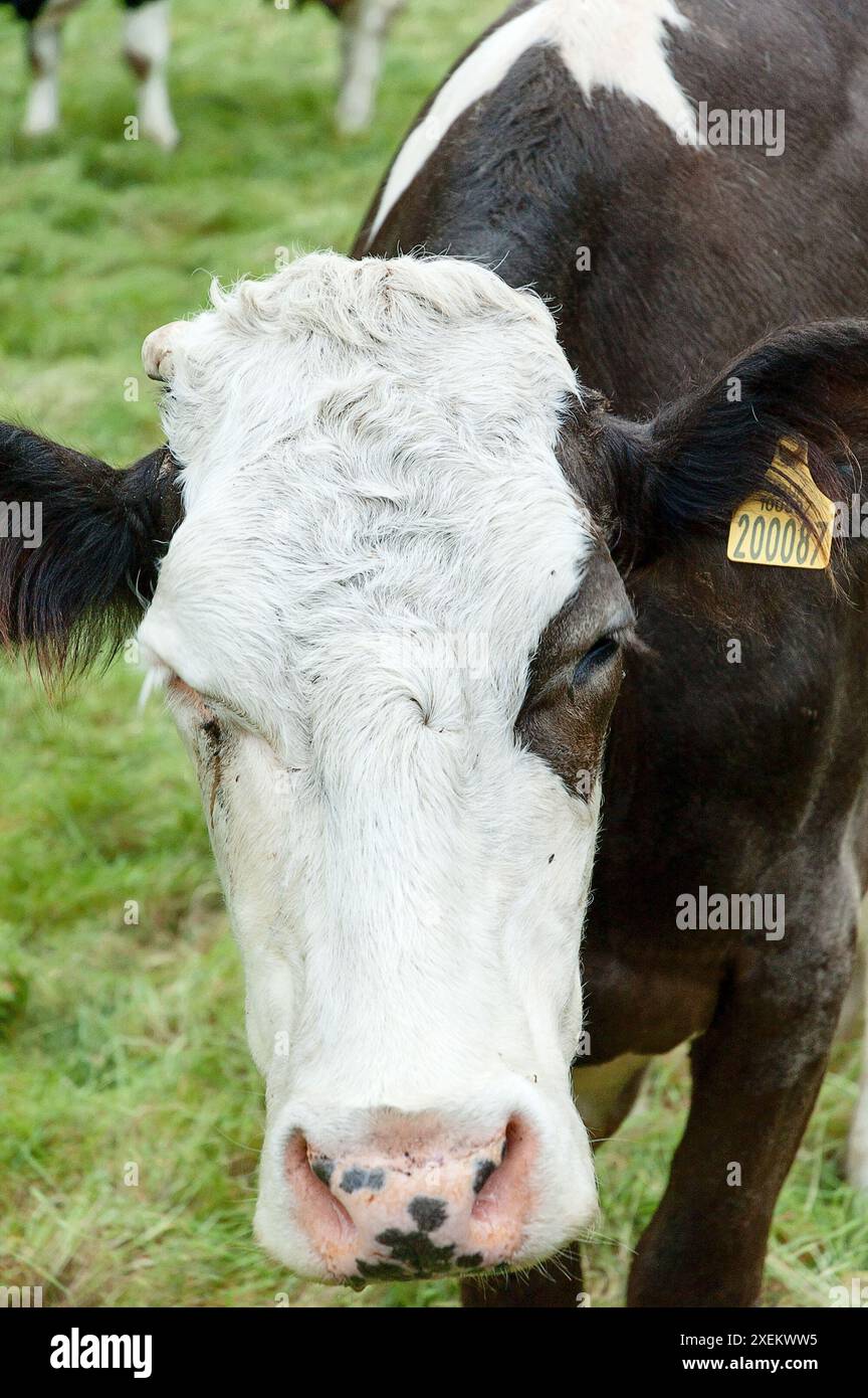 A dairy cow stares out of a field in Grasmere, Lake District, Cumbria ...