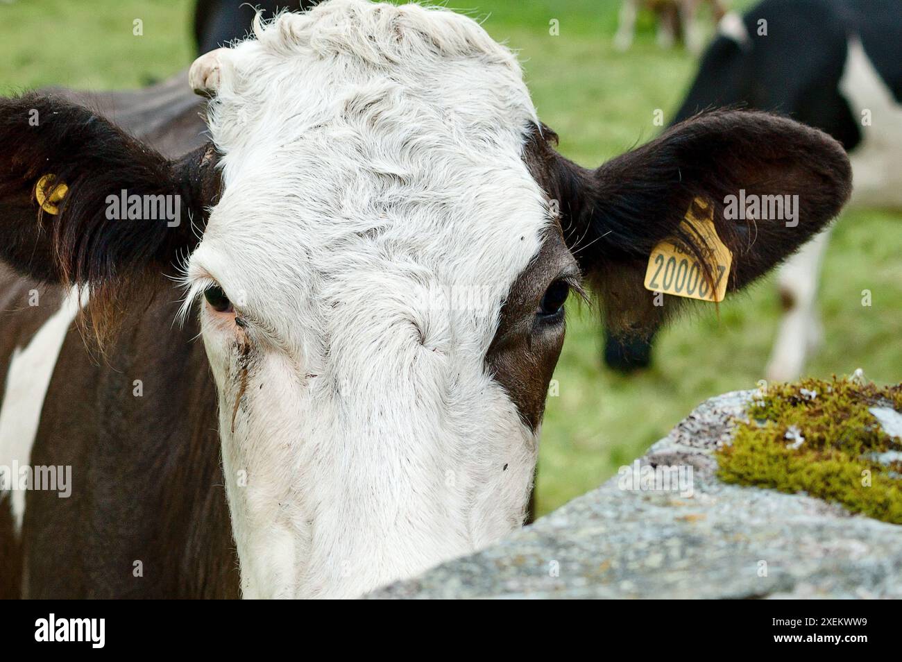 A dairy cow stares out of a field in Grasmere, Lake District, Cumbria ...