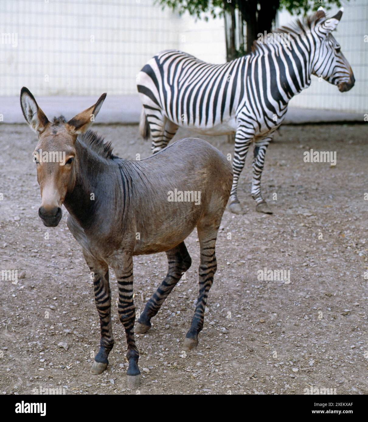 Vorn ein Zebroid, ein Kreuzungsprodukt zwischen Zebra und Esel ...