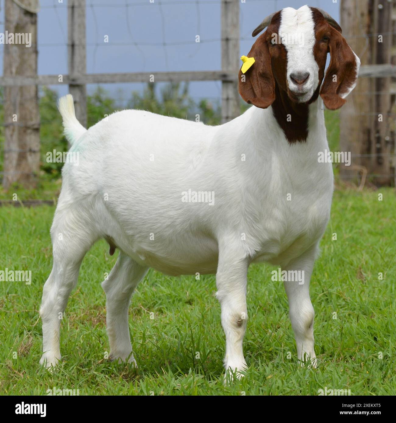 Boer female goat very awarded in Brazil. The Boer is a breed developed in South Africa Stock ...