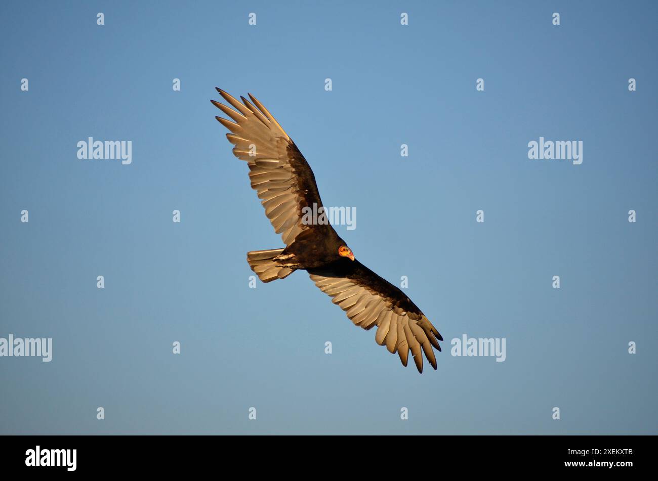 Turkey vulture flying in hi-res stock photography and images - Alamy