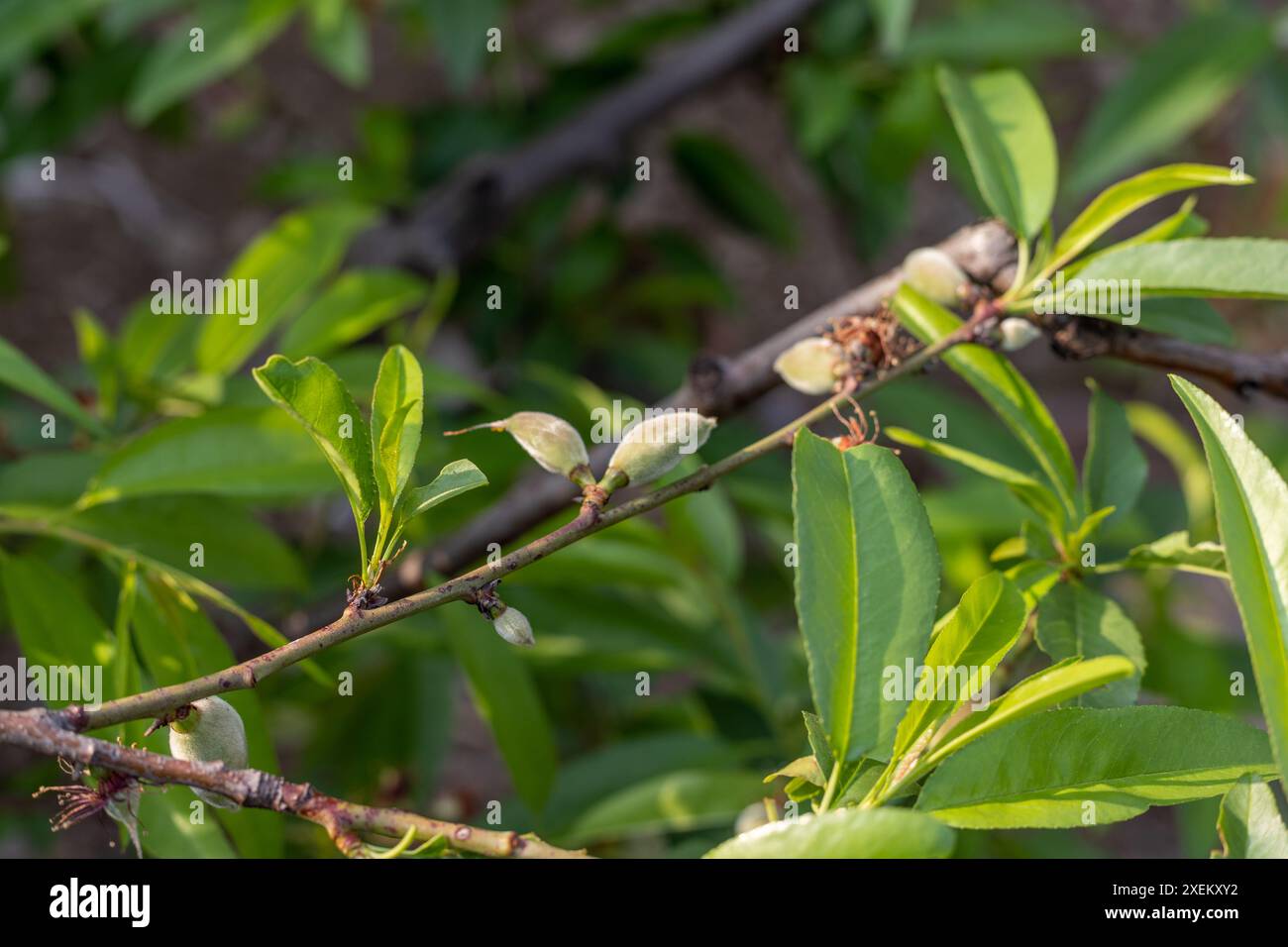 Developing seed pod hi-res stock photography and images - Alamy