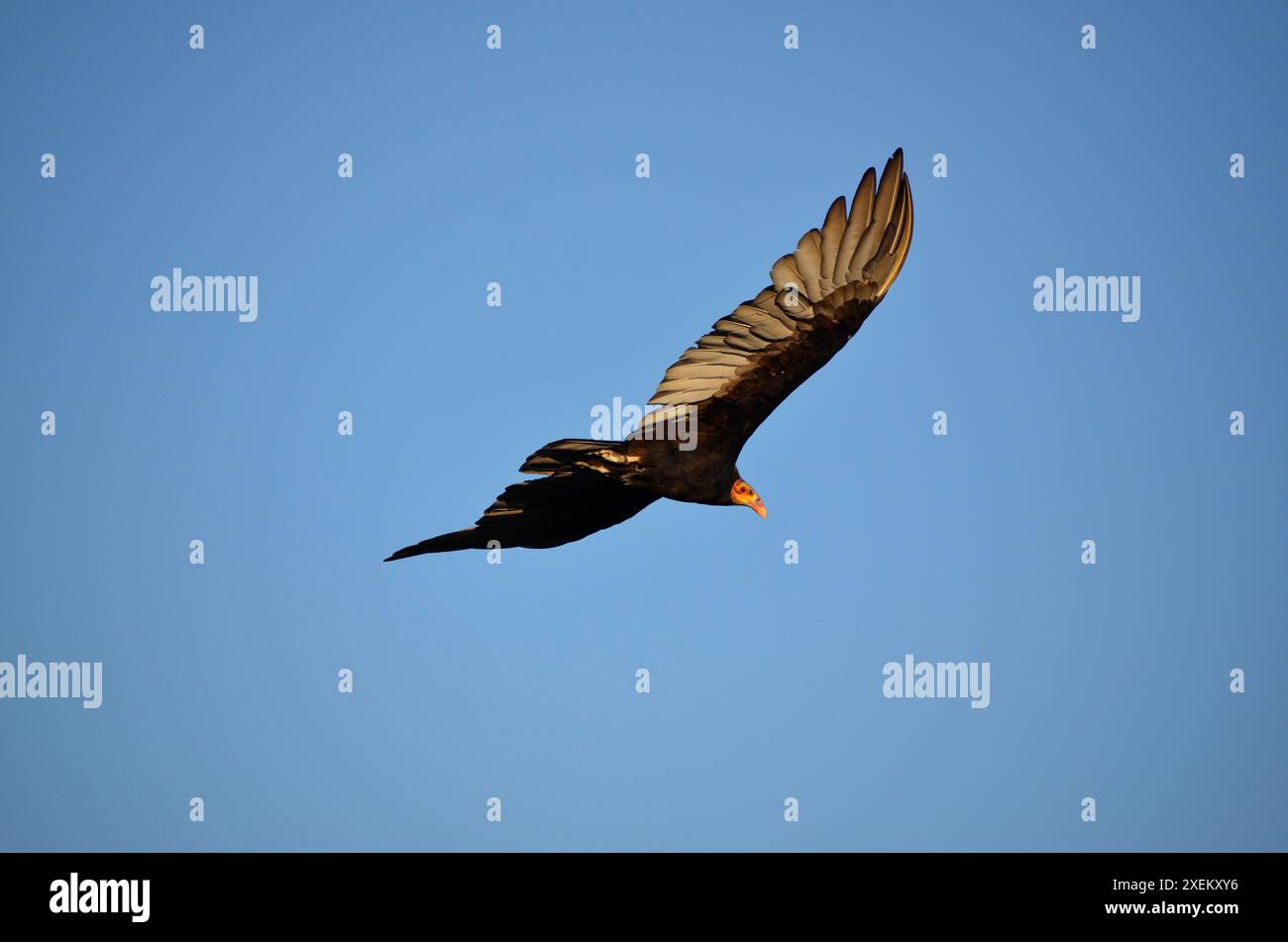 Turkey vulture flying in hi-res stock photography and images - Alamy