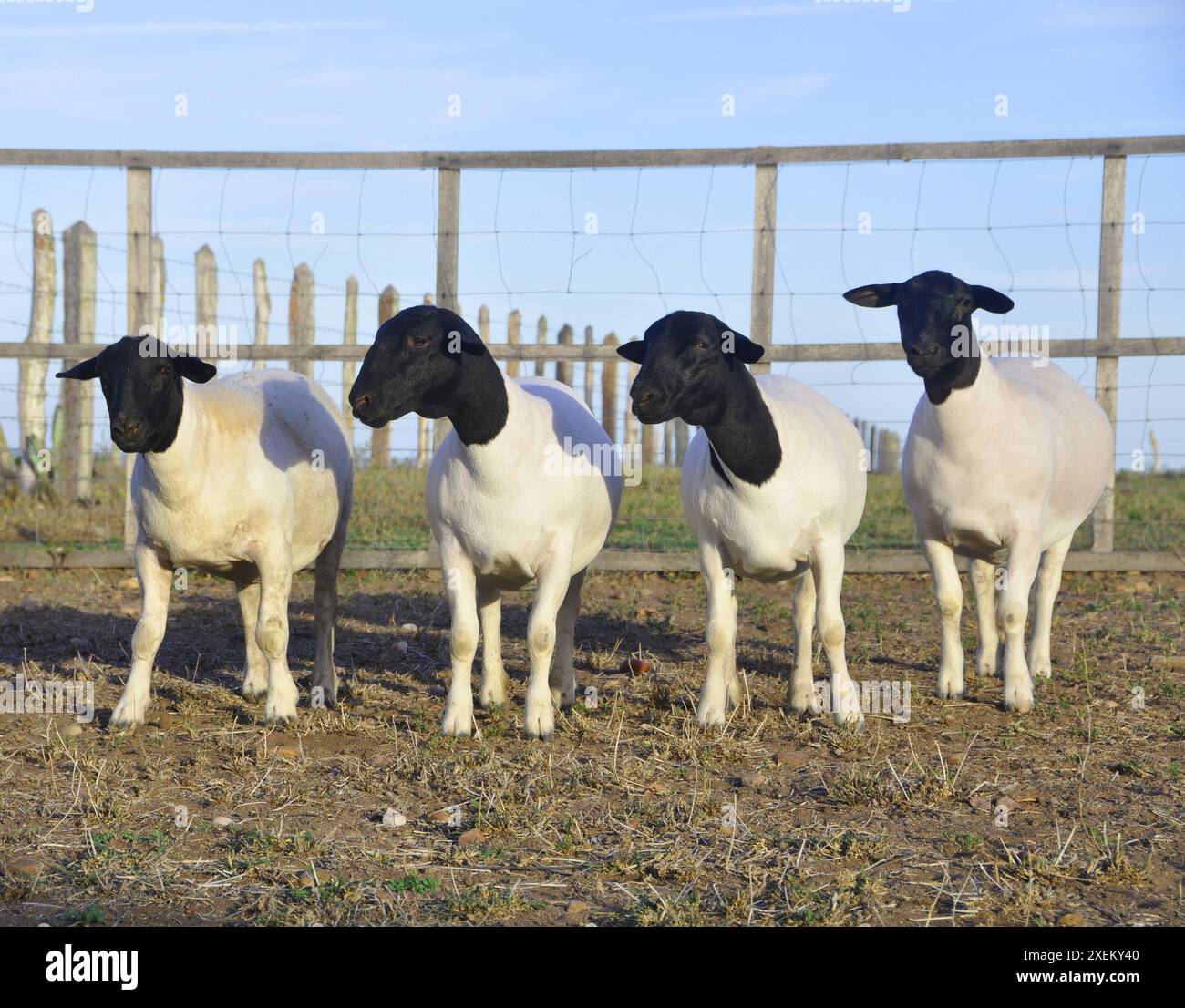 Beautiful group of dorper sheep on the farm Stock Photo - Alamy