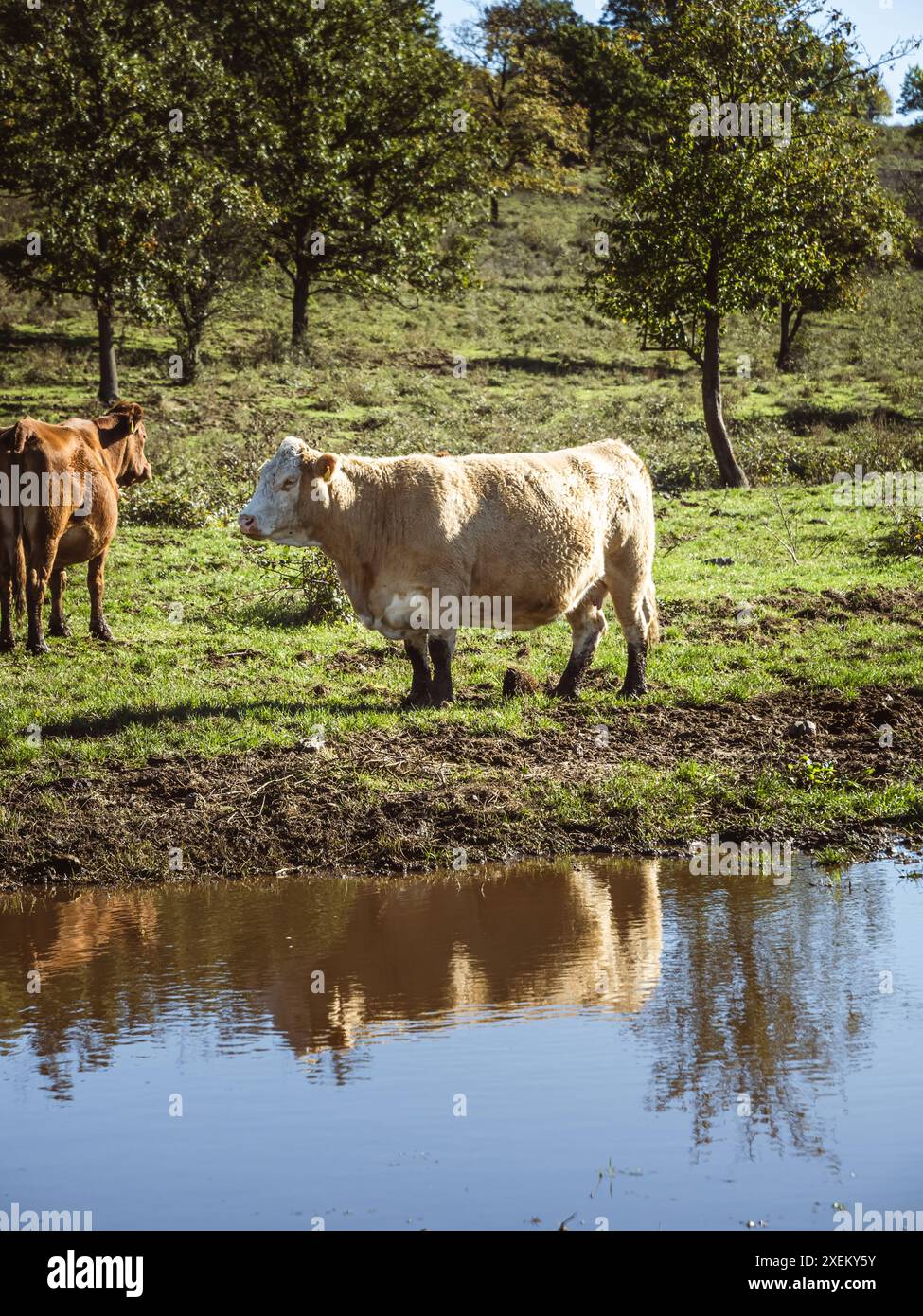 A cow standing in a grassy field next to a small lake puddle, organic ...