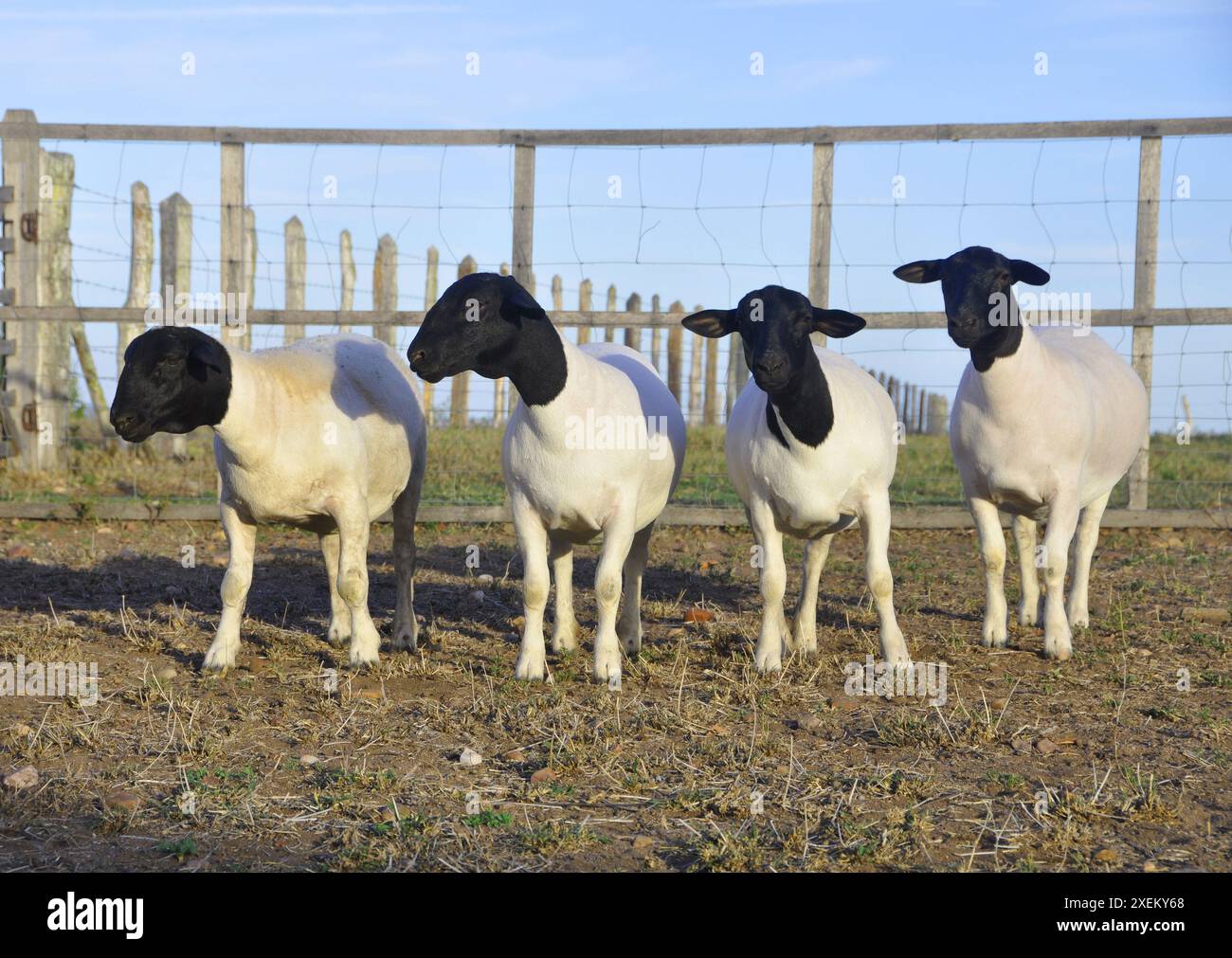 Dorper sheep hi-res stock photography and images - Alamy
