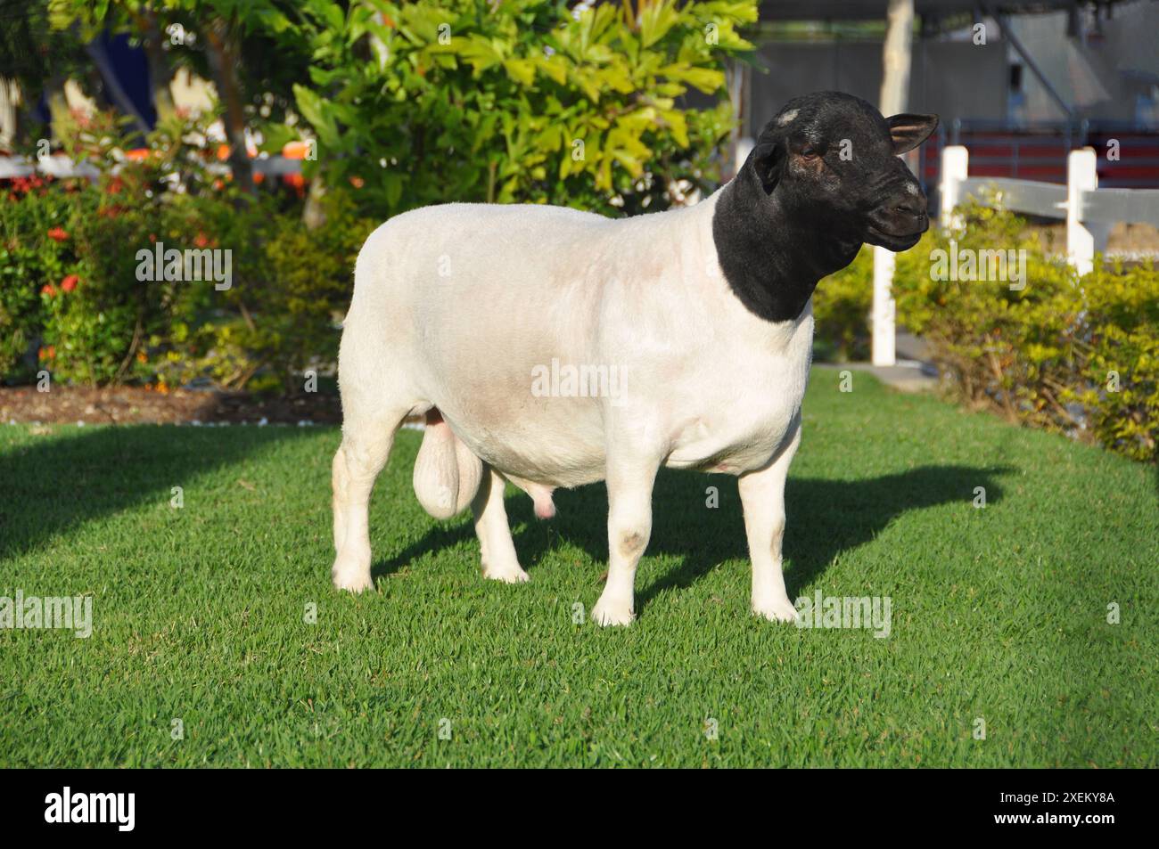 Male dorper ram very awarded in Brazil. The Dorper is a breed developed ...