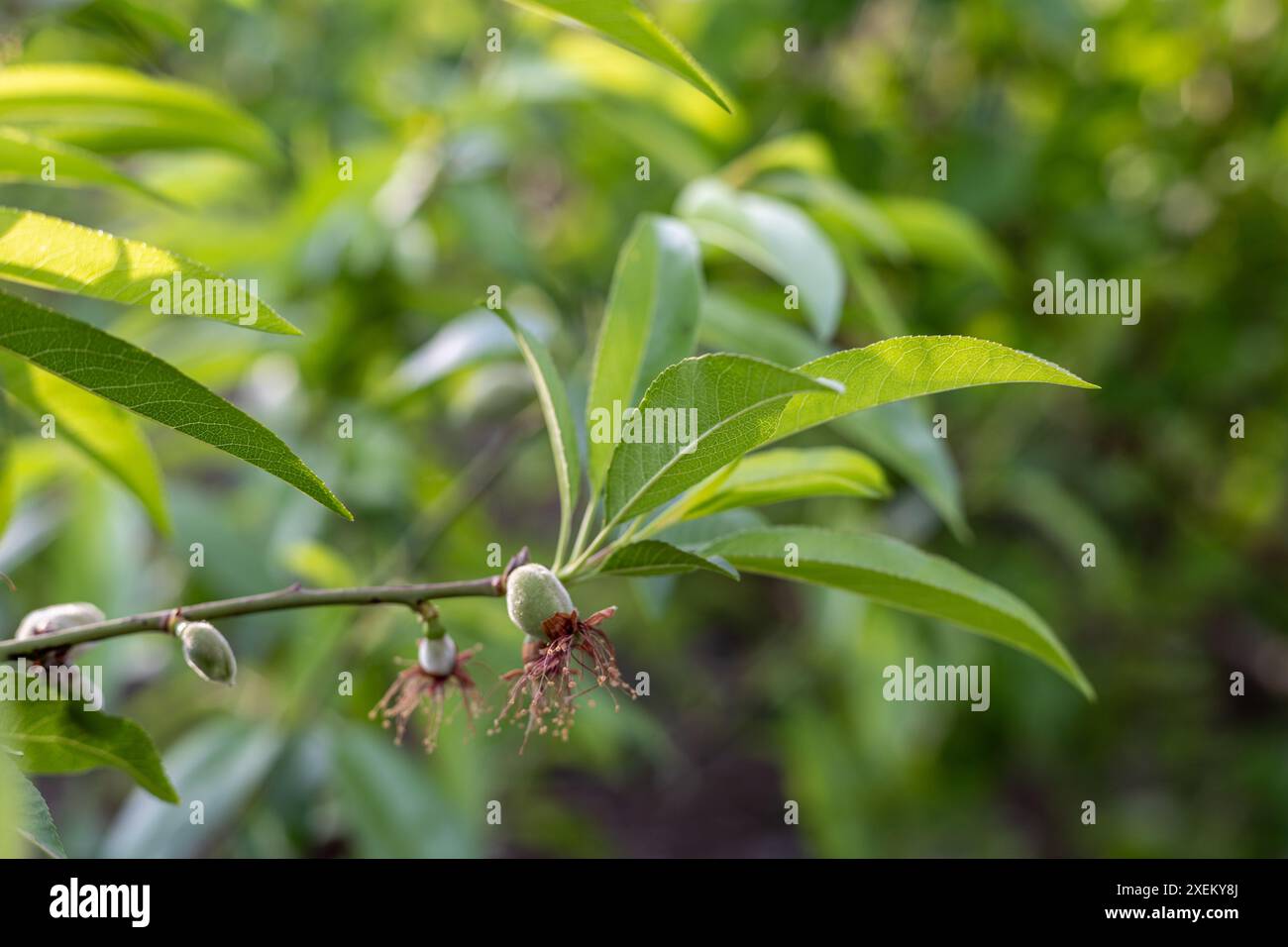 Almond tree developing its fruits Stock Photo - Alamy