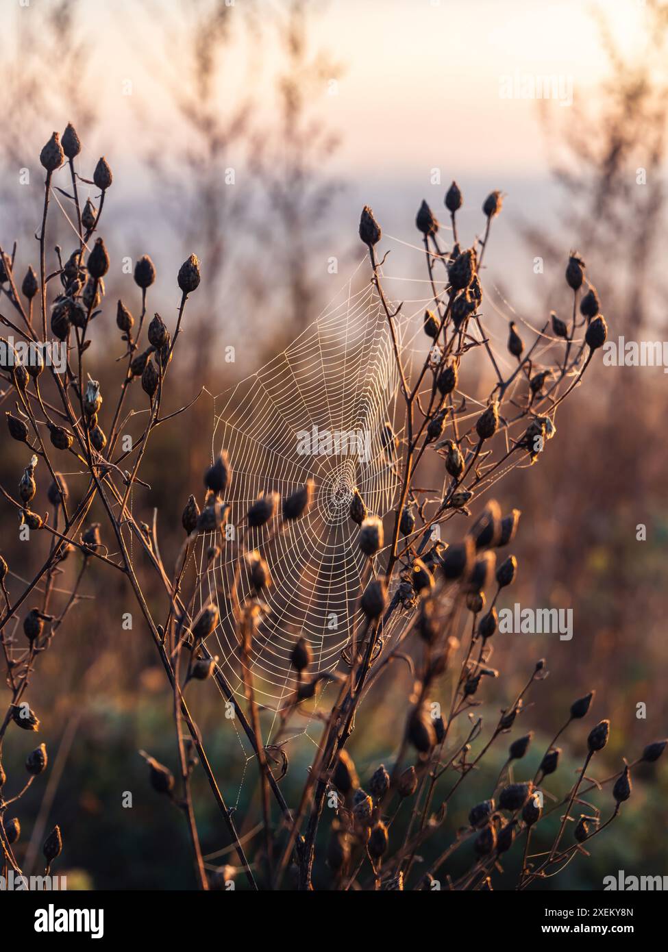 A spider web covered with fine dew drops waving in the morning wind and ...