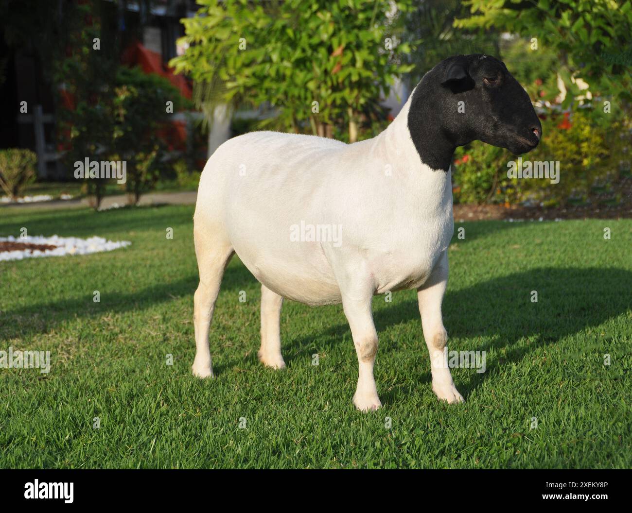 female dorper ram very awarded in Brazil. The Dorper is a breed ...