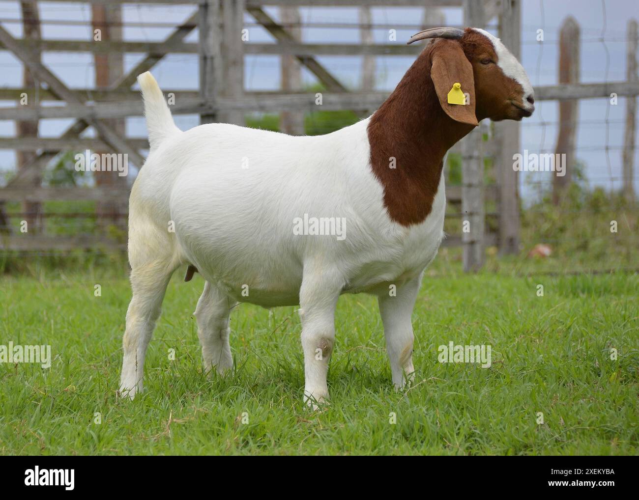 Boer female goat very awarded in Brazil. The Boer is a breed developed ...
