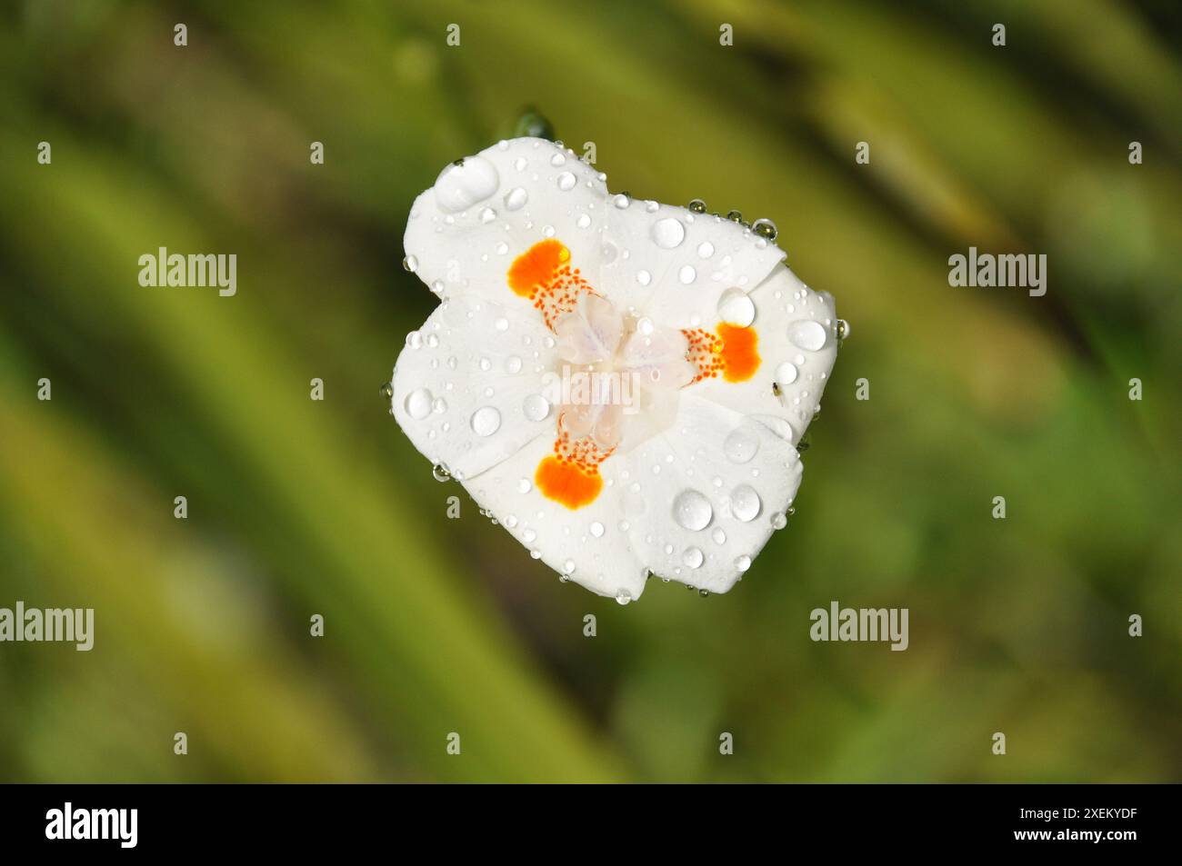 Beautiful wet flower dotted with water drops Stock Photo - Alamy