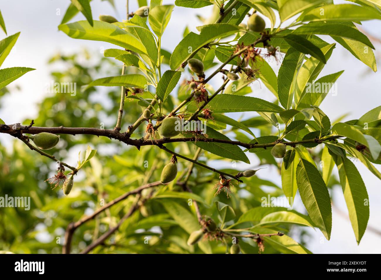 Green almond nuts hanging hi-res stock photography and images - Alamy