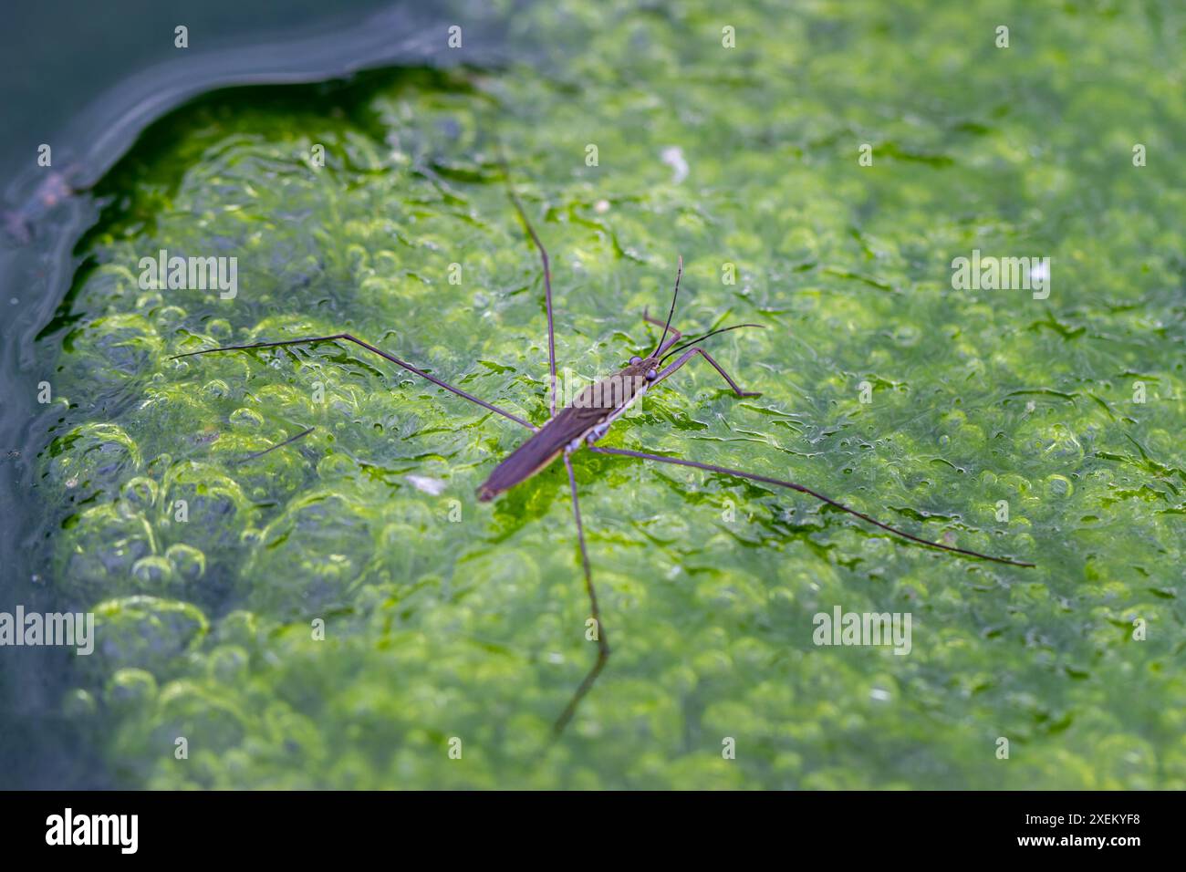 A delicate water strider balances on bubbles of vibrant green algae in ...