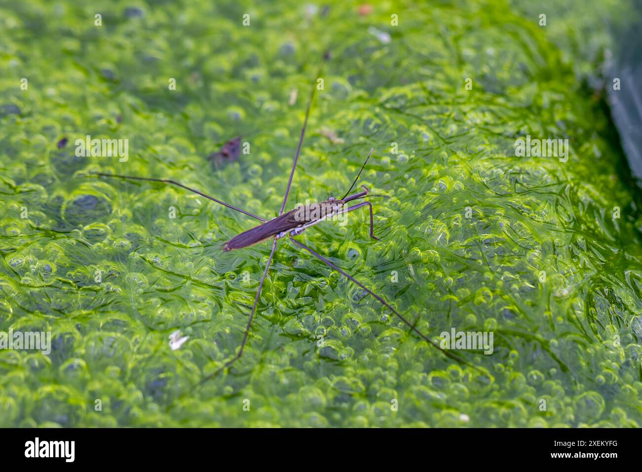 A delicate water strider balances on bubbles of vibrant green algae in ...