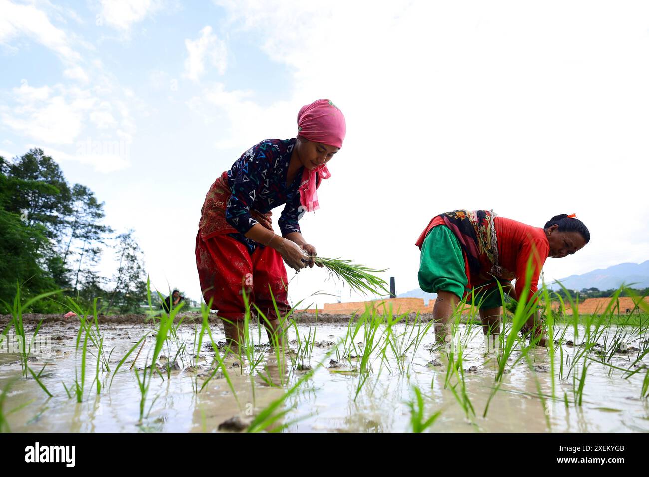 NEPAL- PADDY FARMING- ROPAIN- MONSOON Nepali farmers transplant paddy ...