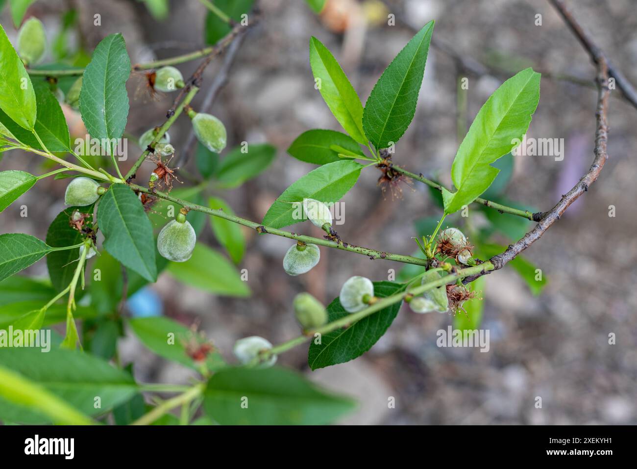 Almond tree loaded with fruit. close-up Stock Photo - Alamy