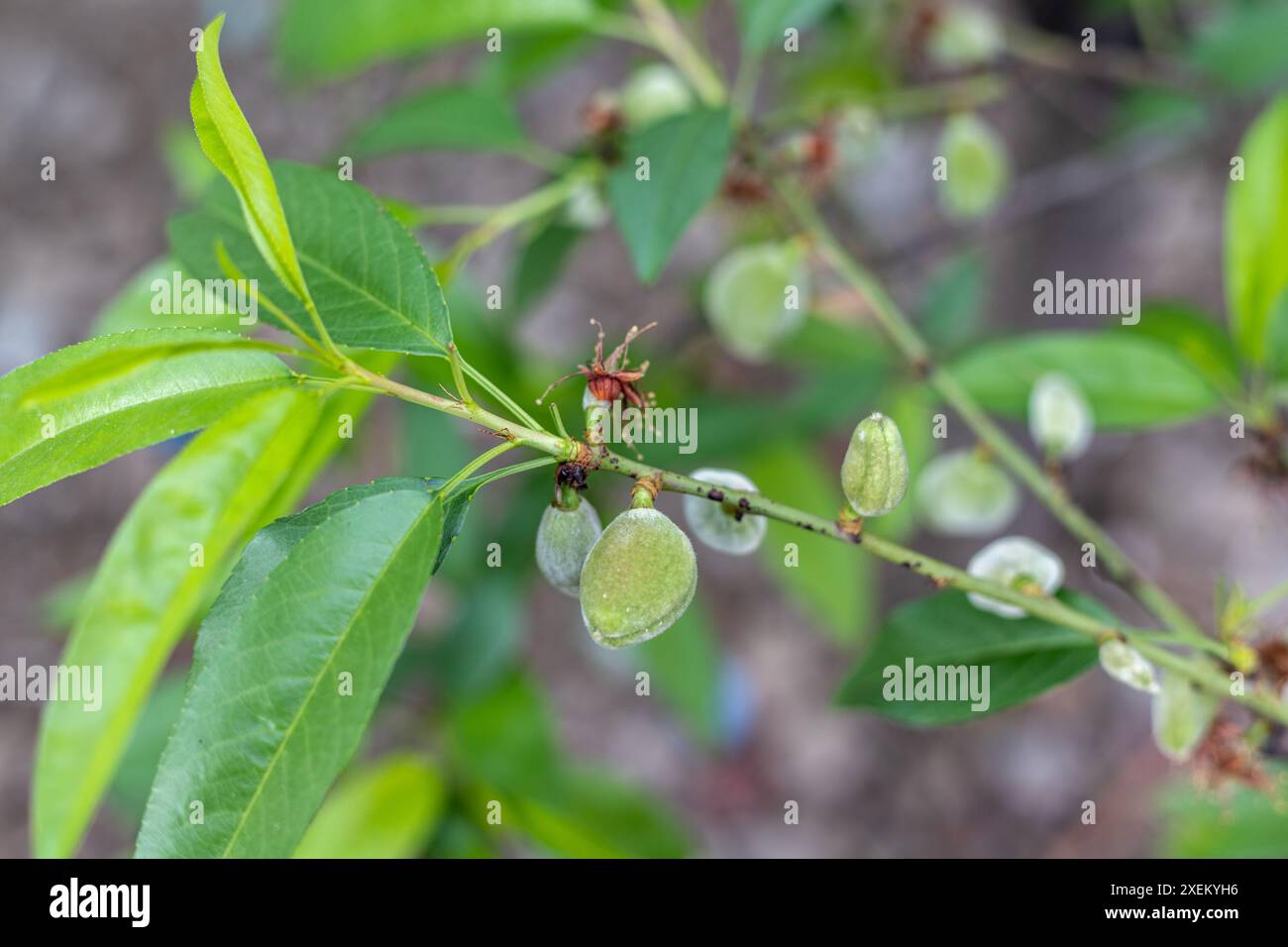 Almond nut growing hi-res stock photography and images - Alamy