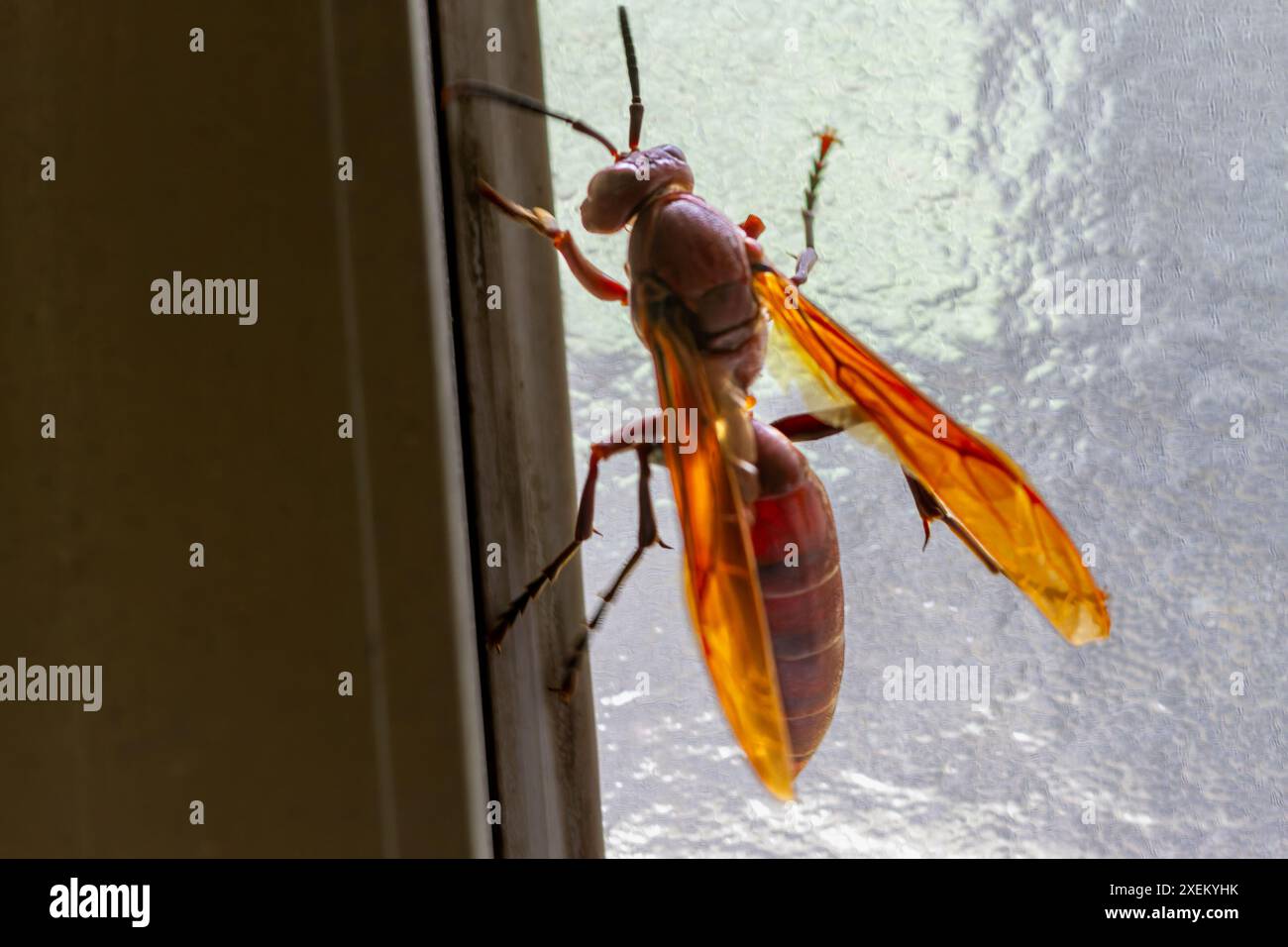 Detailed view of reddish-brown Polistes gigas. on transparent window ...