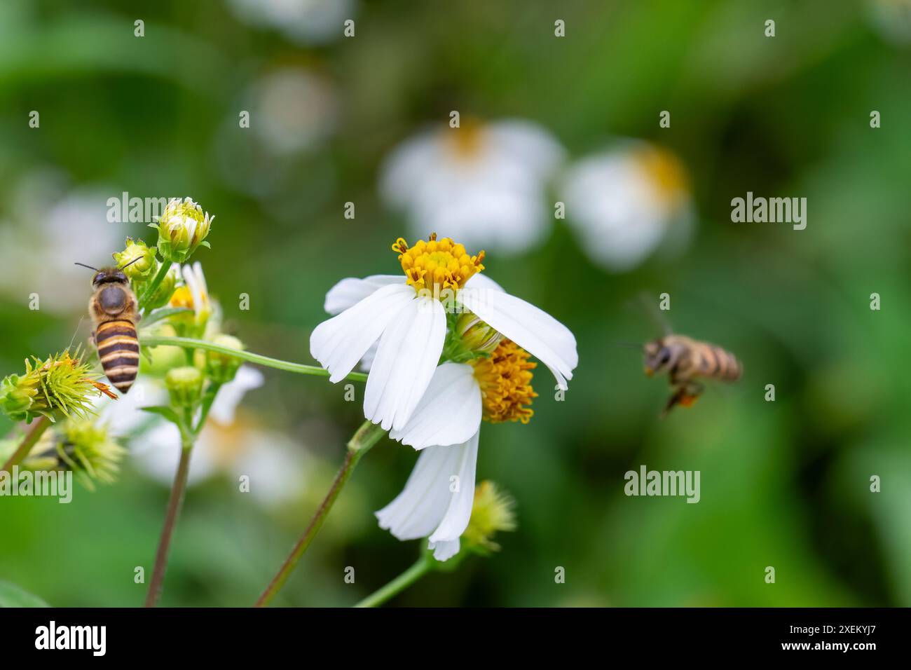 Two oriental bees, legs coated with pollen, fly towards a white pilosa ...