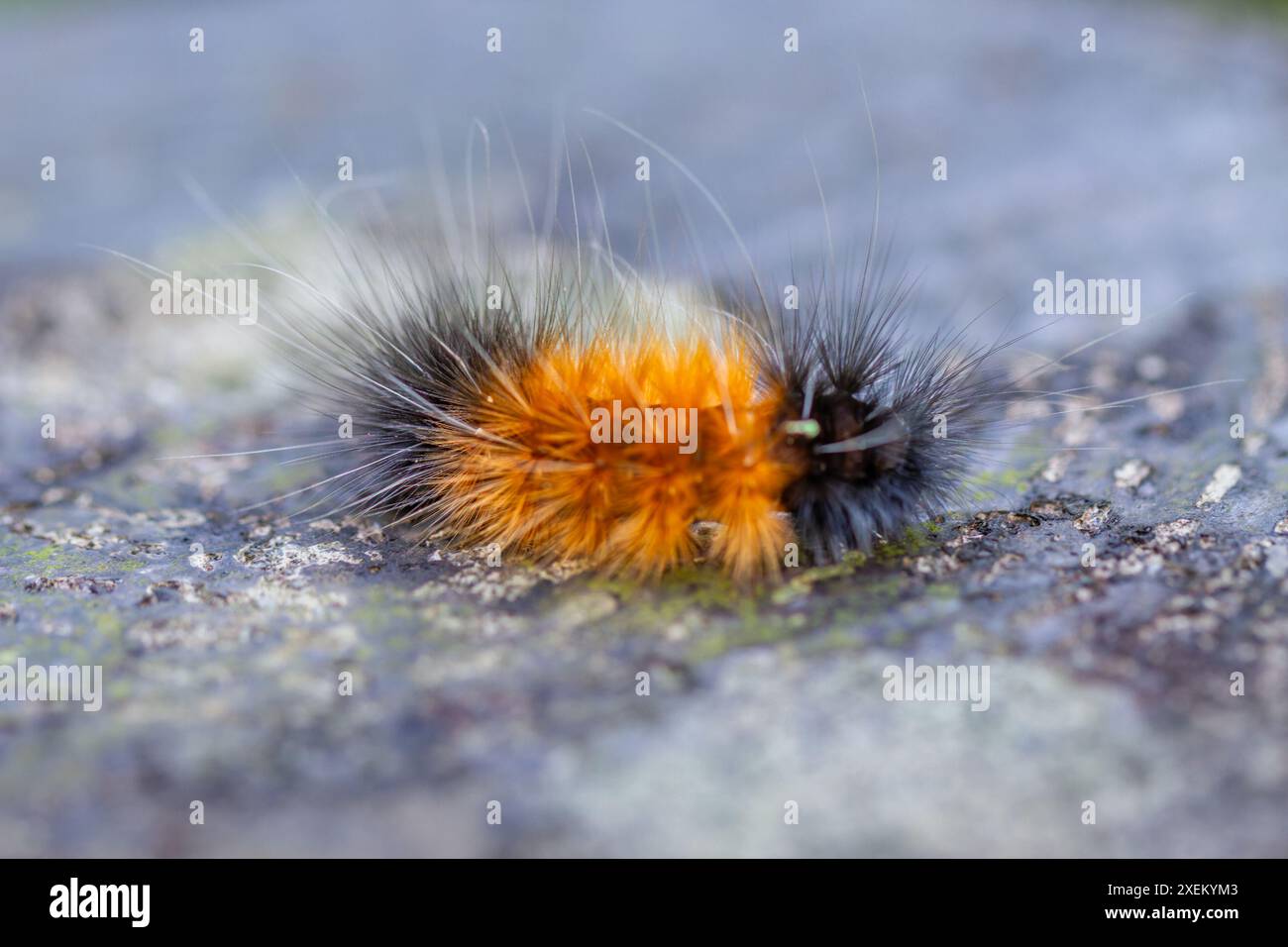 Detailed view of an orange and black Lichen Moth larva with tufted ...