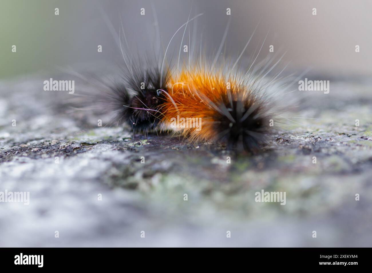 Detailed view of an orange and black Lichen Moth larva with tufted ...