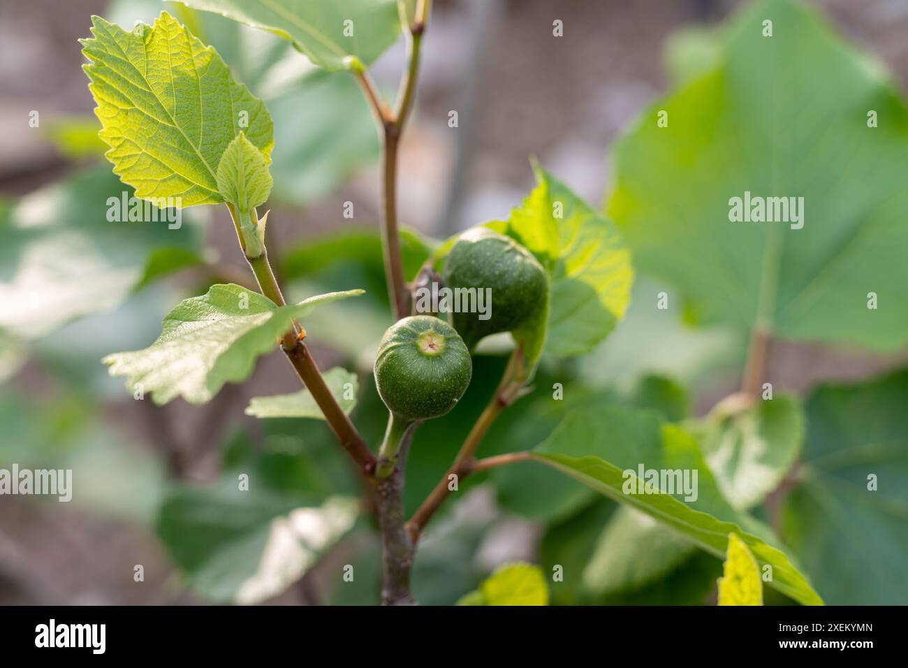 Fig Tree Branch with Green Figs and Leaves. Selective focus Stock Photo ...