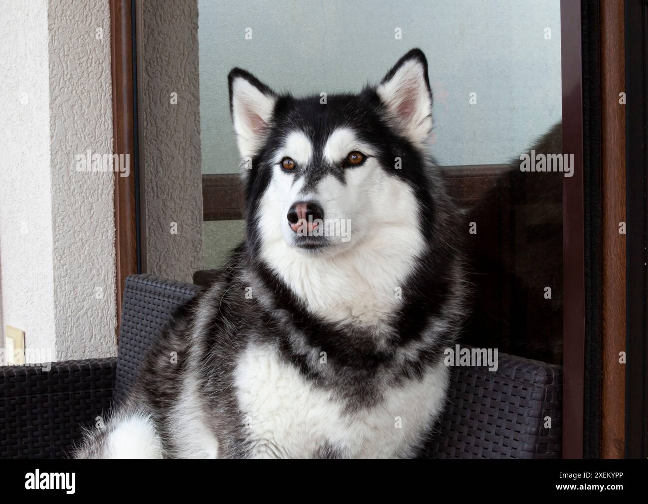 A pedigree Siberian Husky dog is sitting on the veranda and looking ...
