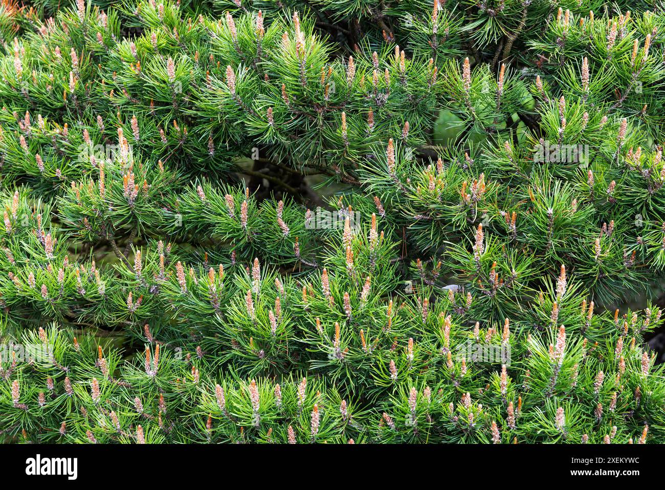 Green pine tree branches with young sprouts, natural photo taken on a ...