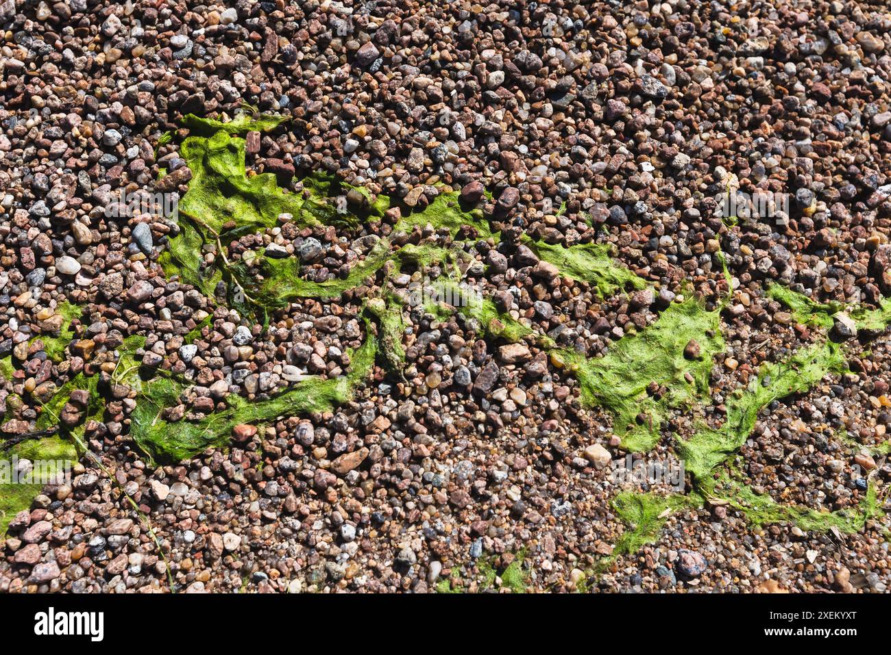 Dry green algae lies on coarse coastal sand, top view Stock Photo - Alamy