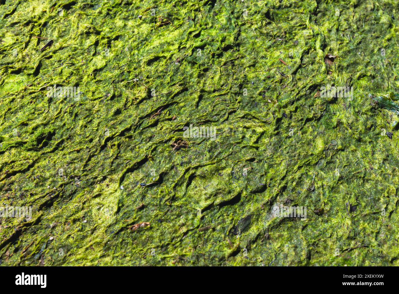 Seaweed floating on water surface hi-res stock photography and images ...