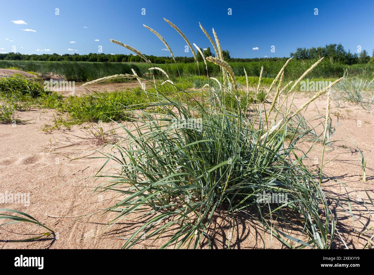 Arenarius hi-res stock photography and images - Alamy