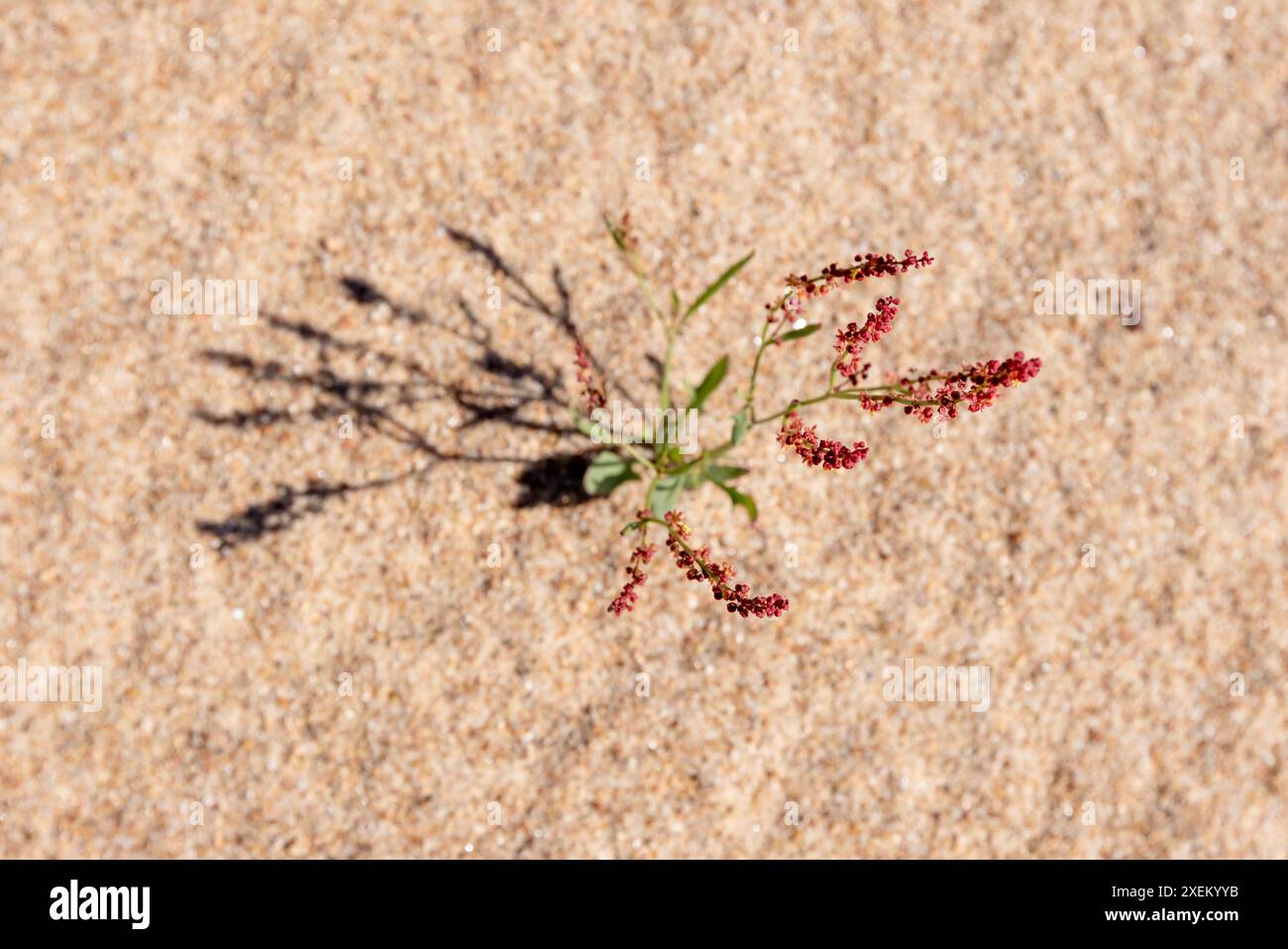 Small sprout of Rumex acetosella, commonly known as red sorrel, grows ...