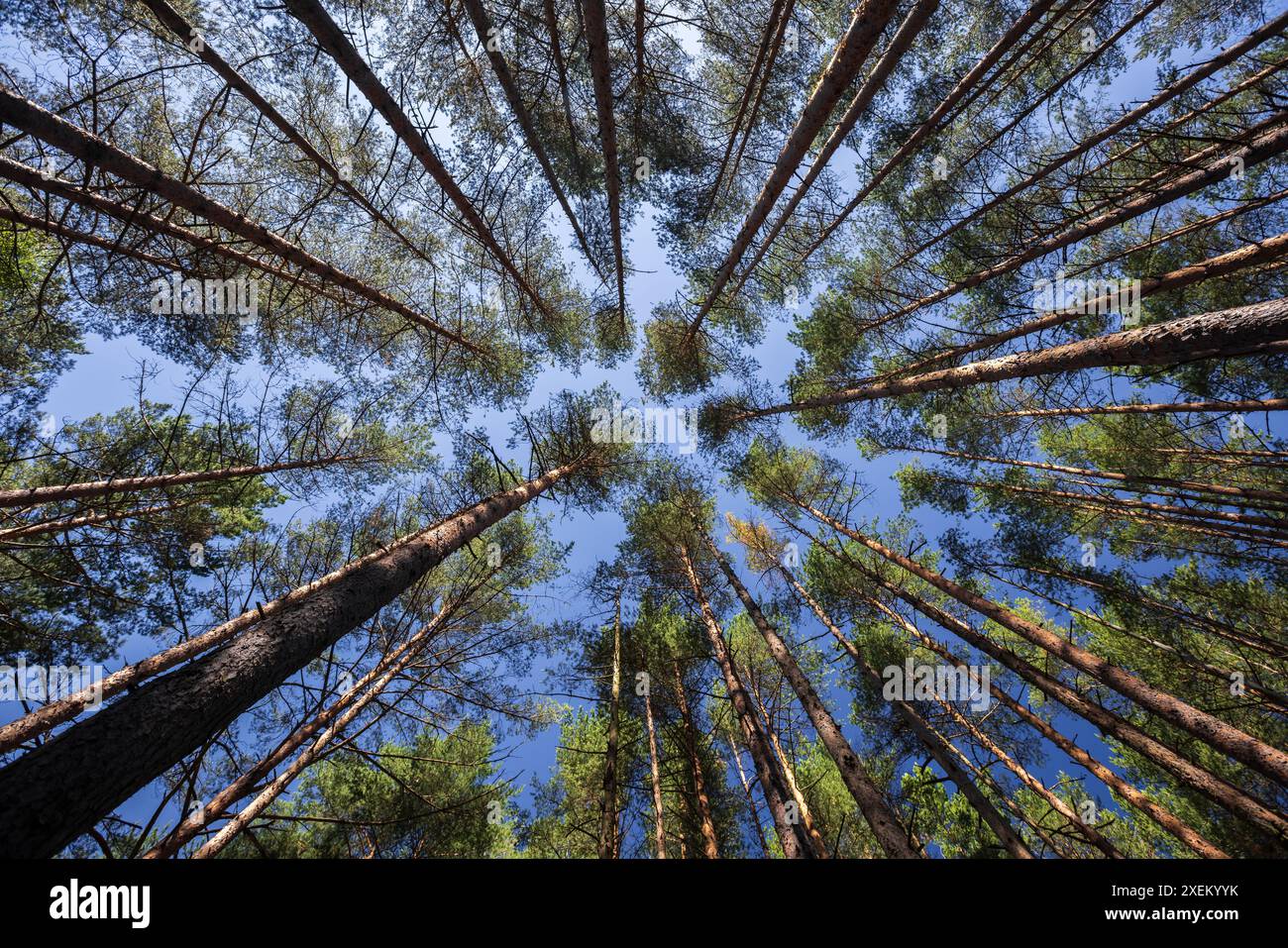 Coniferous forest looking up from below, wild tall pine trees are above blue sky Stock Photo - Alamy