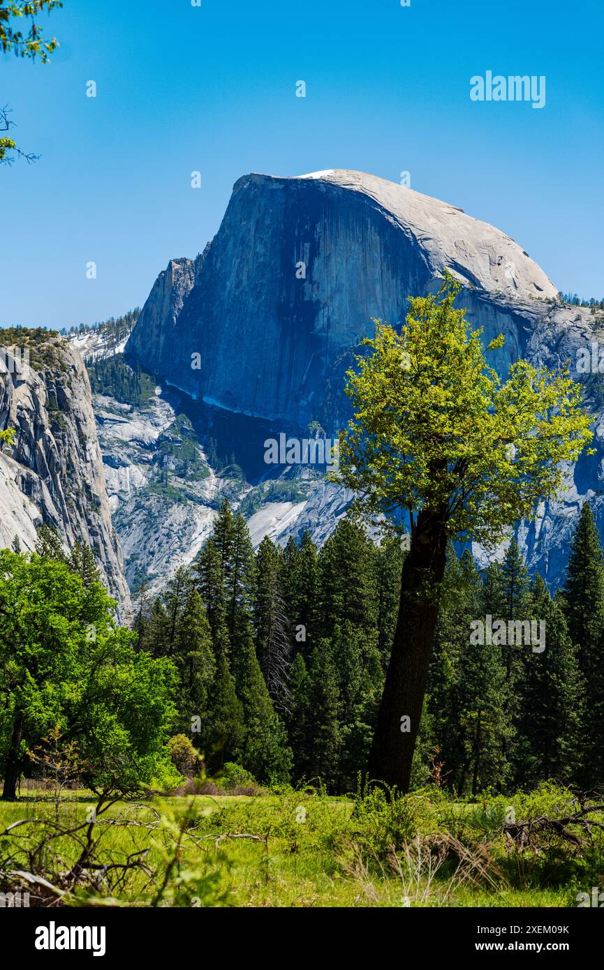 Half Dome viewed from Cook's Meadow; Yosemite National Park; California ...