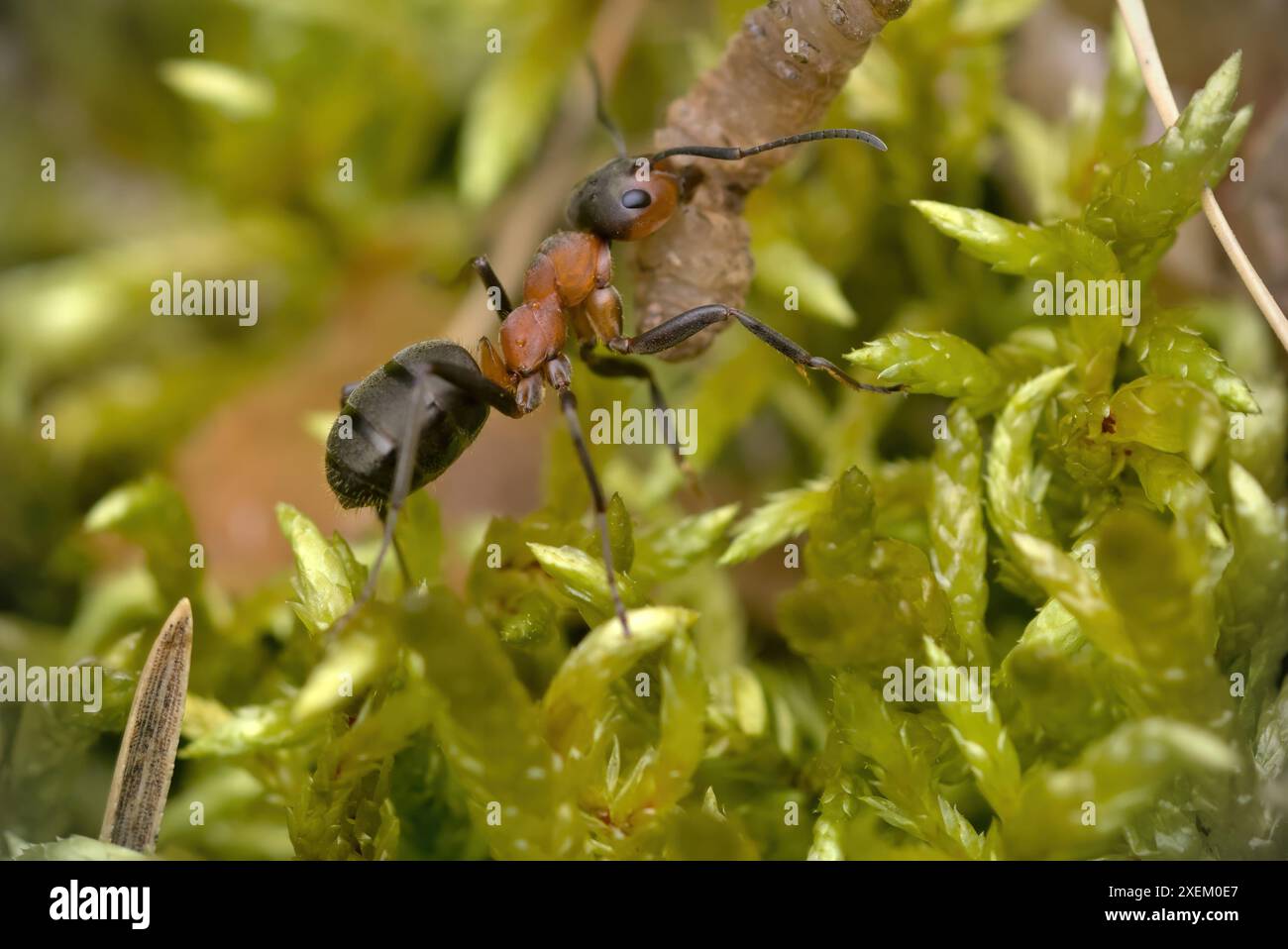 Red ant grub hi-res stock photography and images - Alamy
