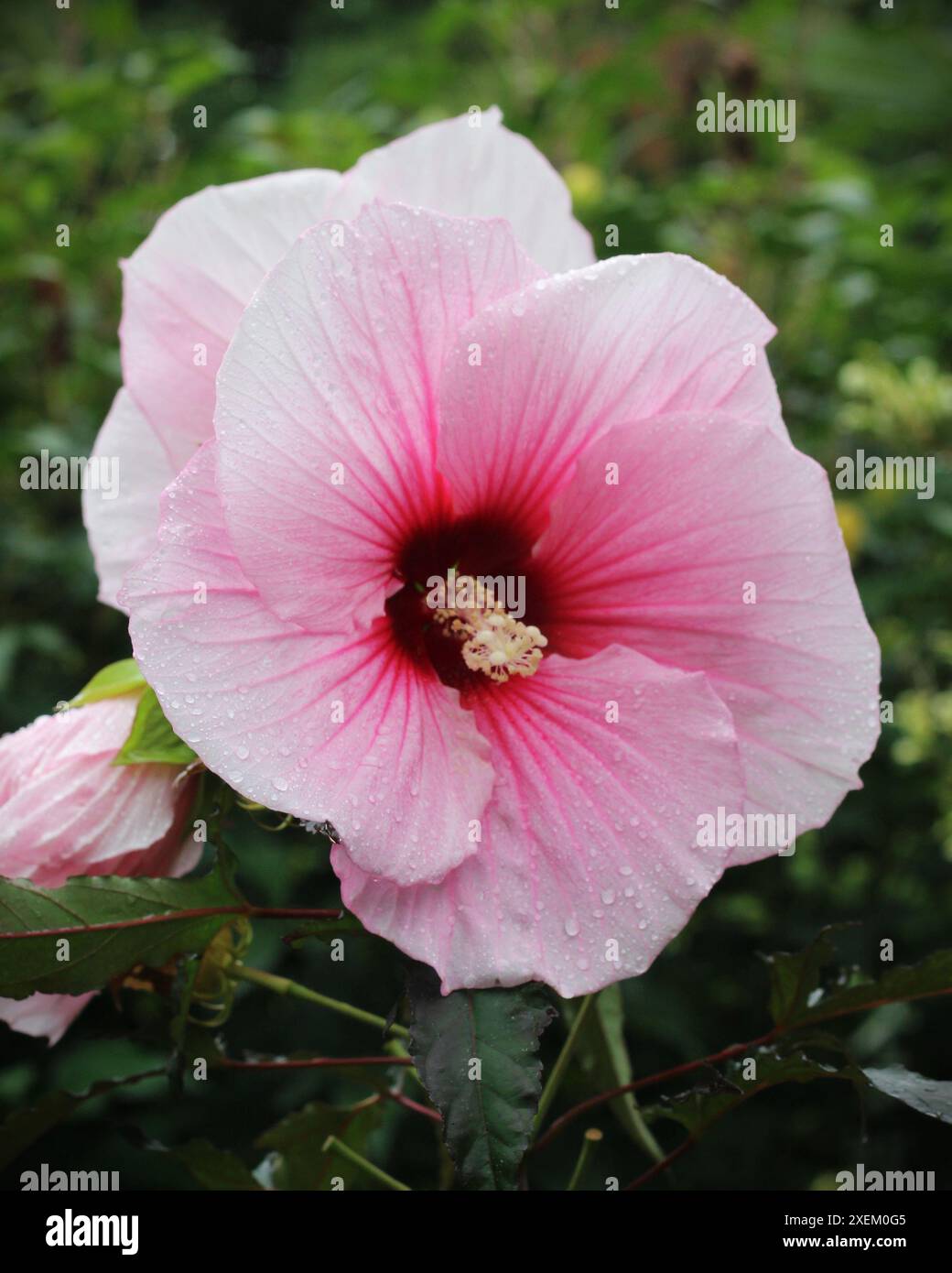 Big pink flower of a Hibiscus rosa-sinensis Stock Photo - Alamy