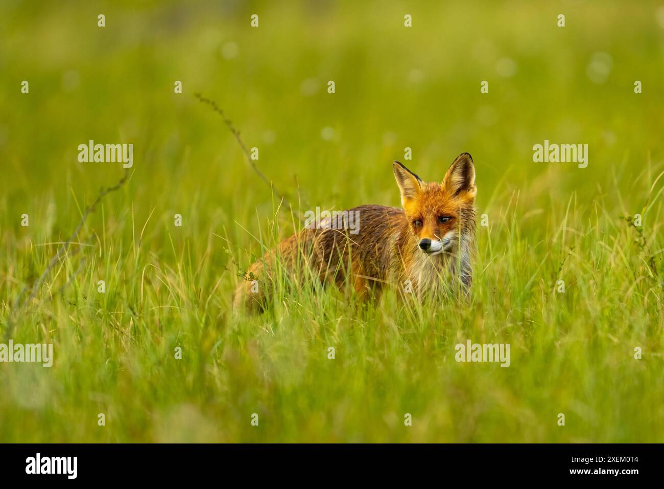 Finnish fox hi-res stock photography and images - Alamy