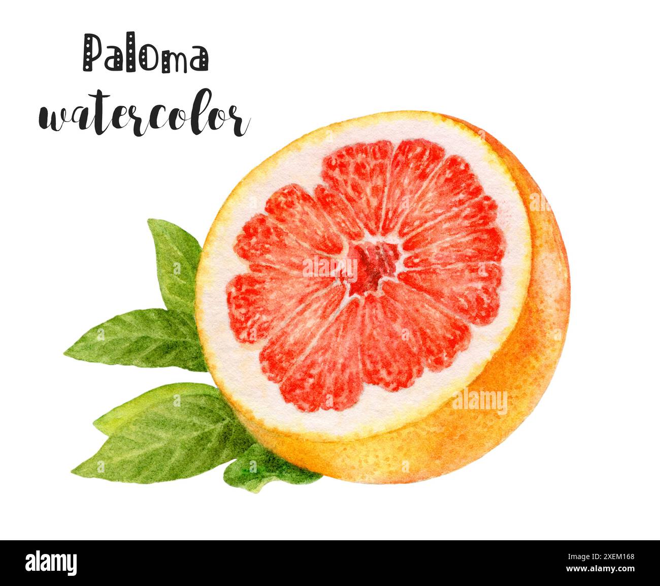 Watercolor Grapefruit Slice with Leaves Paloma Watercolor Art Stock Photo - Alamy