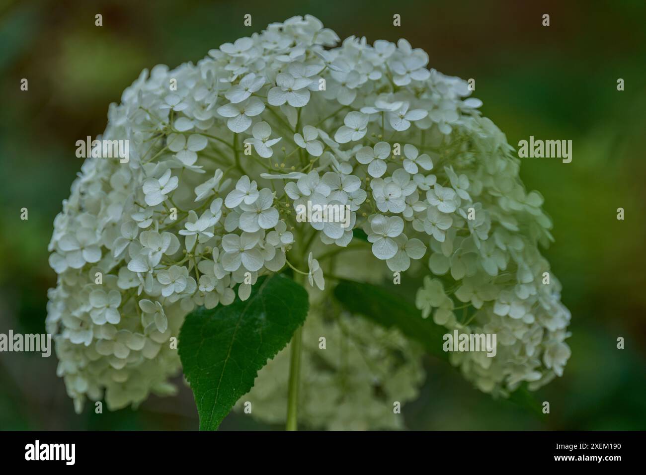 Lush colorful hydrangea blossom close up Stock Photo - Alamy